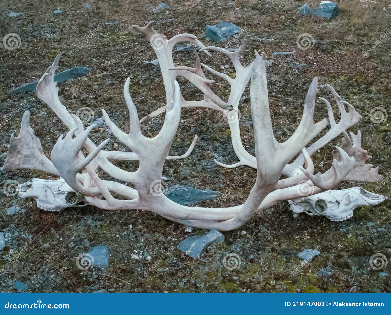 Los Cuernos De Los Renos Yacen En El Suelo. Imagen de archivo - Imagen ...
