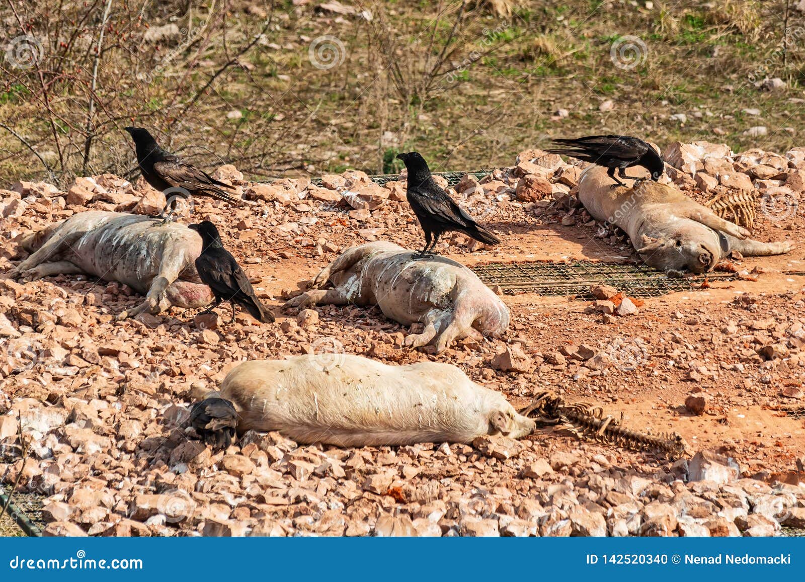 Los Cuervos Comen Cerdos Muertos Foto de archivo - Imagen de cerdos ...