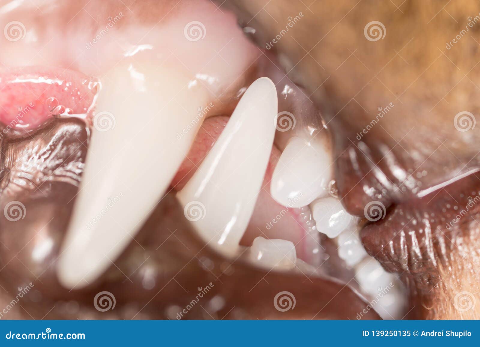 Los Dientes Del Gato Como Fondo Imagen de archivo - Imagen de felino ...