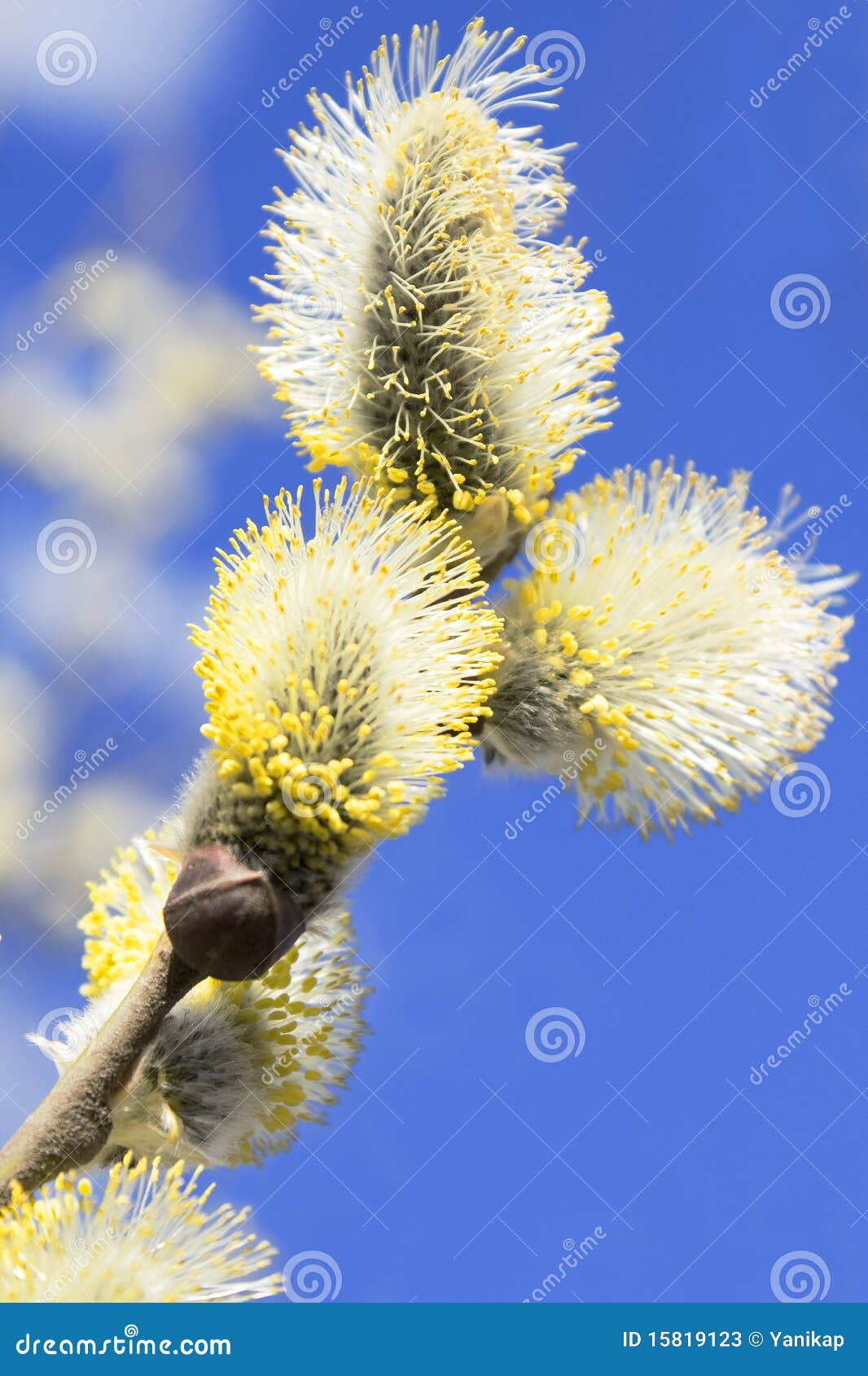 Los flores del sauce imagen de archivo. Imagen de macro - 15819123