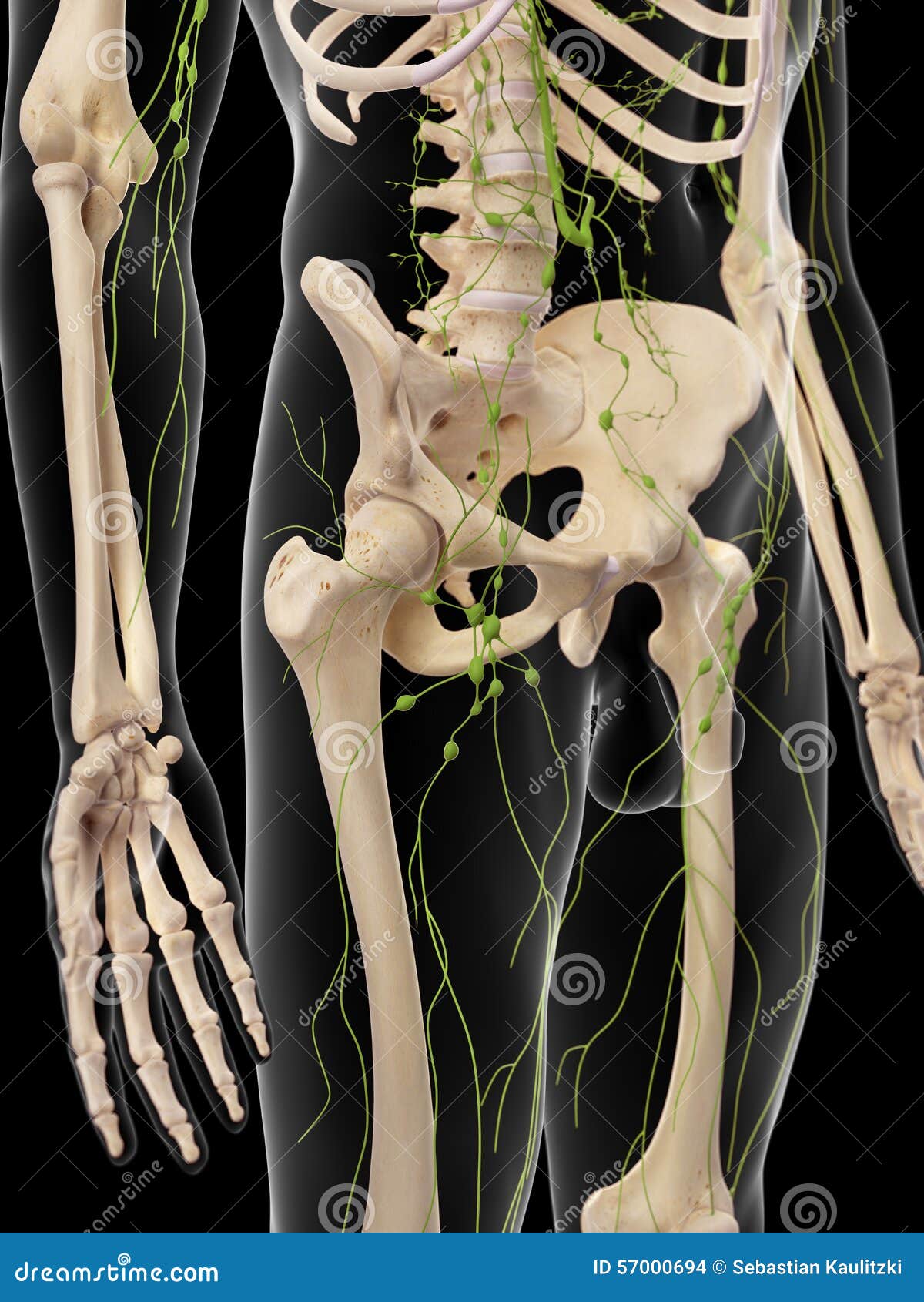 Los Ganglios Linfáticos Inguinales Stock de ilustración - Ilustración ...