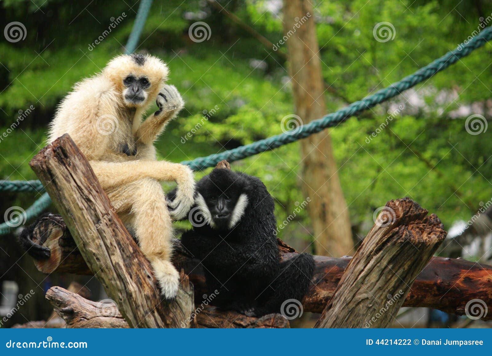 Los Gibones Se Sientan En La Madera Foto de archivo - Imagen de ...