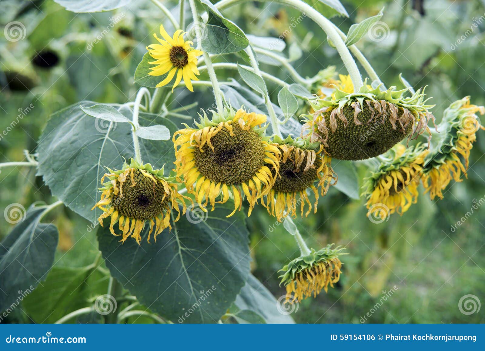 Los girasoles marchitan foto de archivo. Imagen de bicho - 59154106