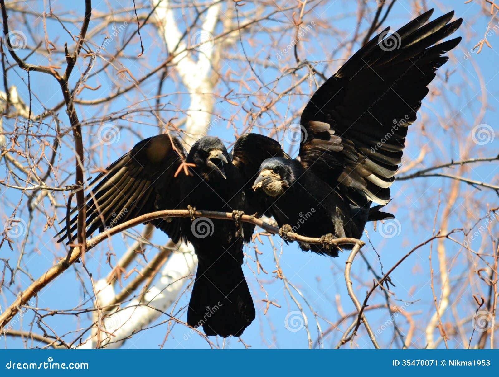Los grajos tienen ed imagen de archivo. Imagen de tenga - 35470071