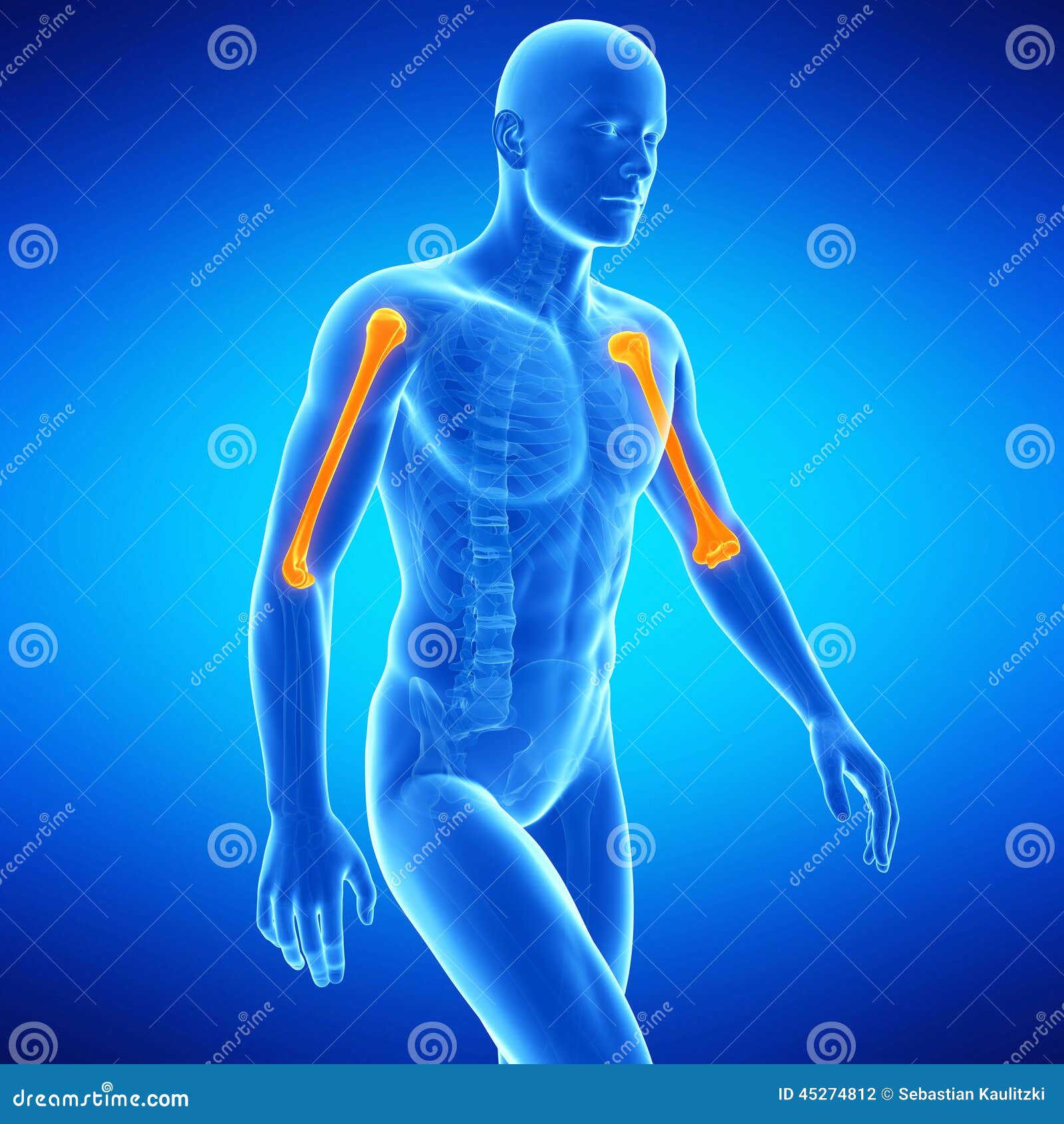 Los Huesos De Brazo Superior Stock de ilustración - Ilustración de ...