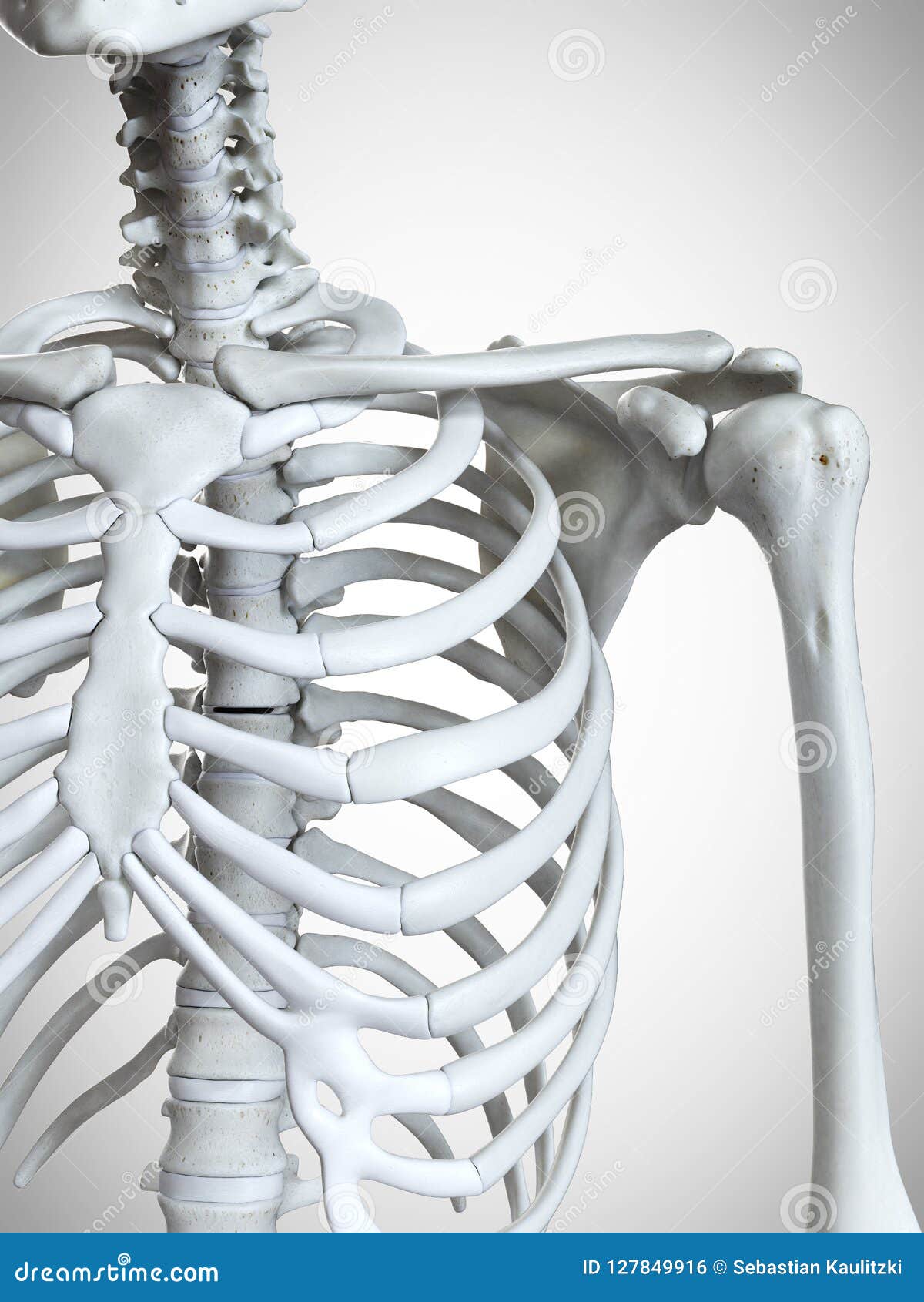 Los huesos de hombro stock de ilustración. Ilustración de esqueleto ...