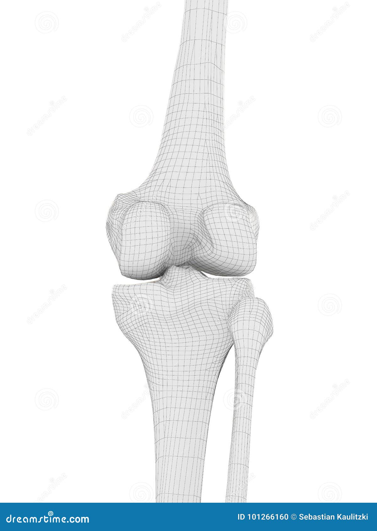 Los huesos de la rodilla stock de ilustración. Ilustración de ciencia ...