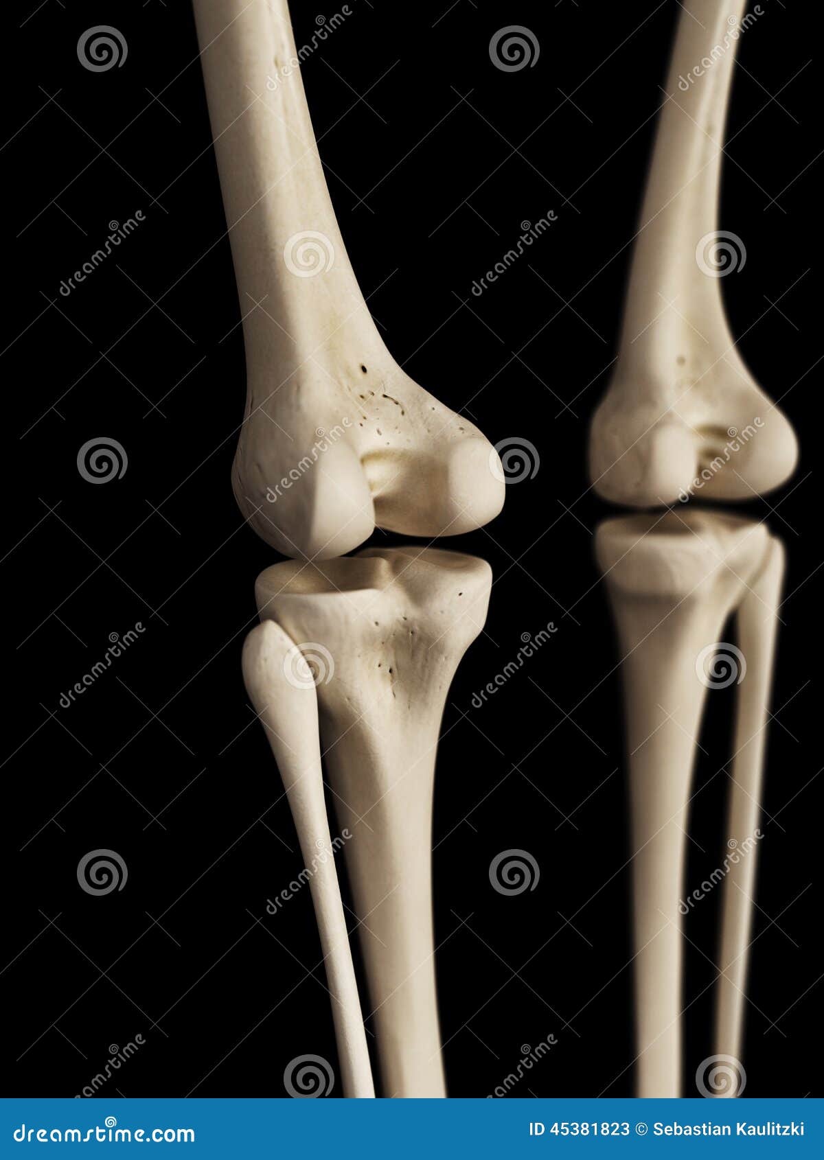 Los huesos de la rodilla stock de ilustración. Ilustración de ordenador ...