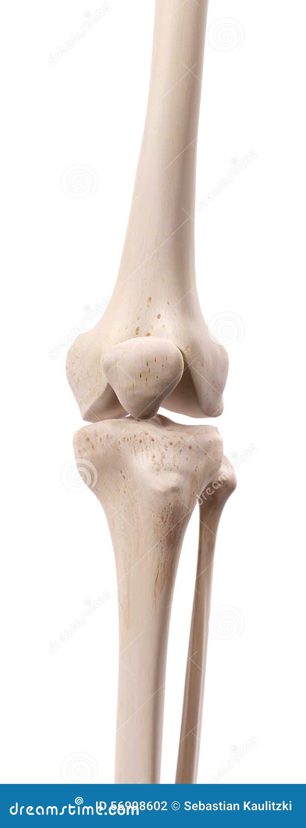 Los huesos de la rodilla stock de ilustración. Ilustración de pierna ...
