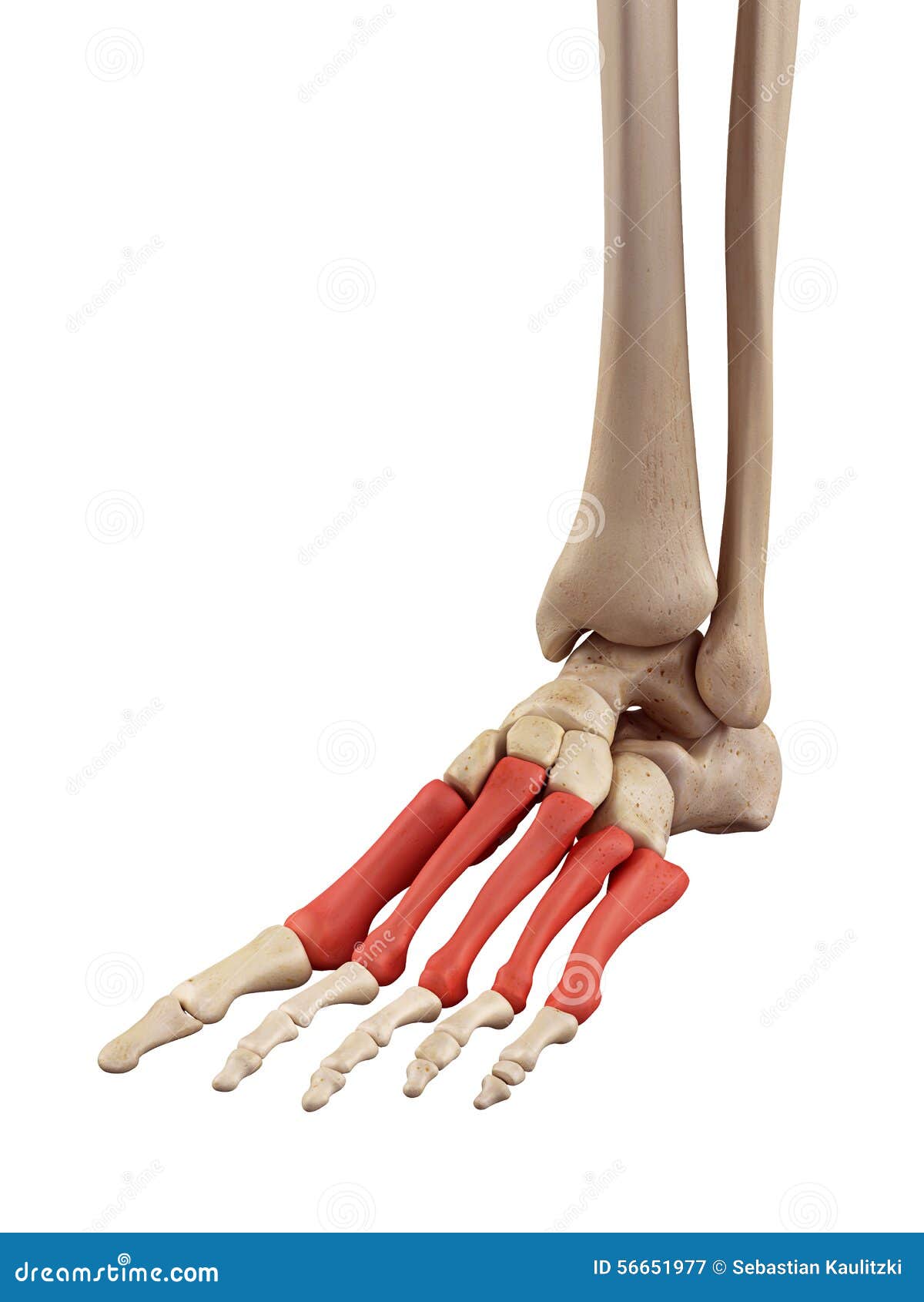 Los huesos del metatarso stock de ilustración. Ilustración de humano ...