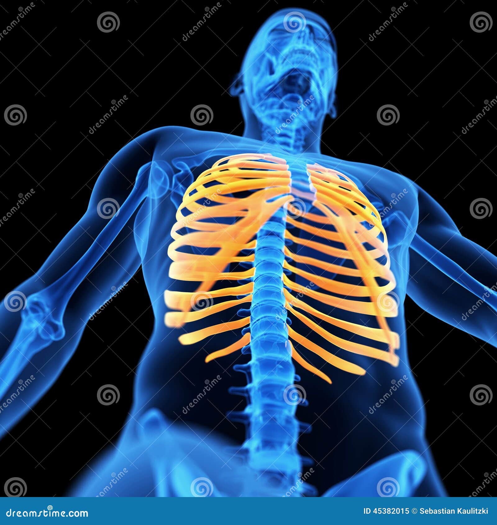 Los huesos del tórax stock de ilustración. Ilustración de arte - 45382015