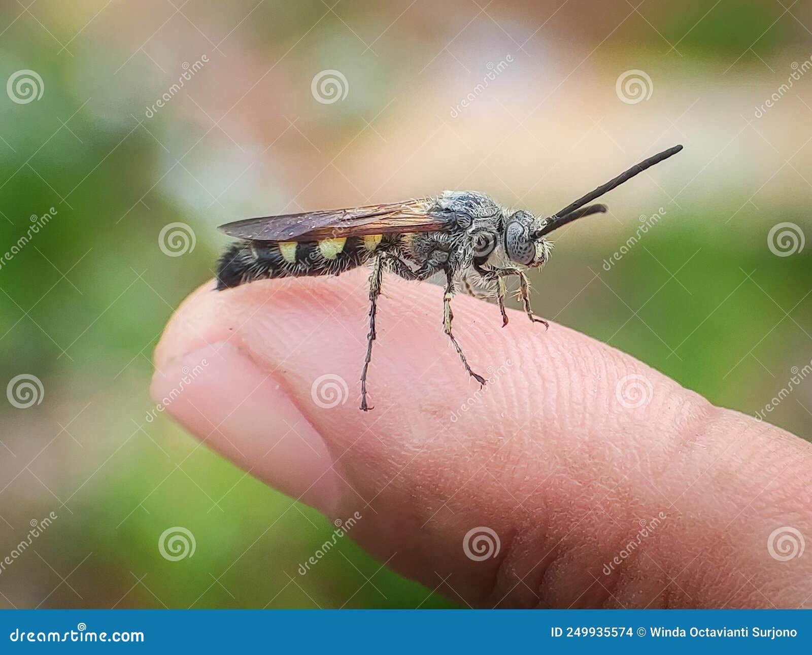 Los Insectos De La Avispa En Los Dedos Foto de archivo - Imagen de ...