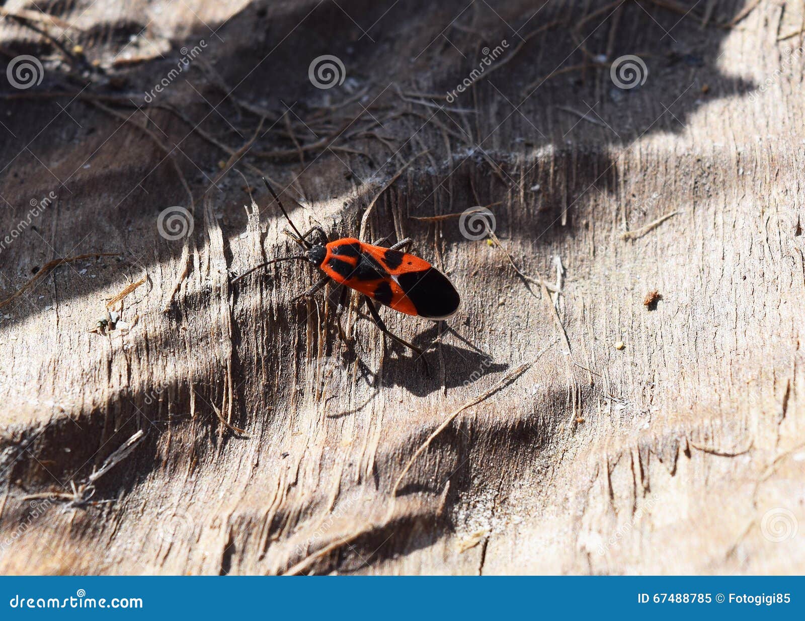 Los insectos del rojo imagen de archivo. Imagen de insecto - 67488785