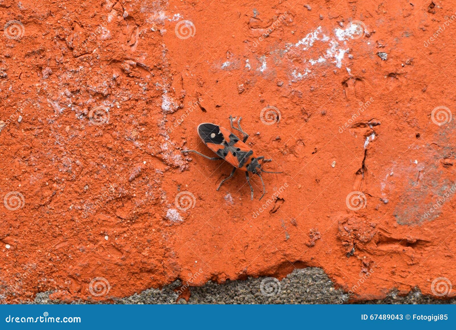 Los insectos del rojo imagen de archivo. Imagen de cubo - 67489043