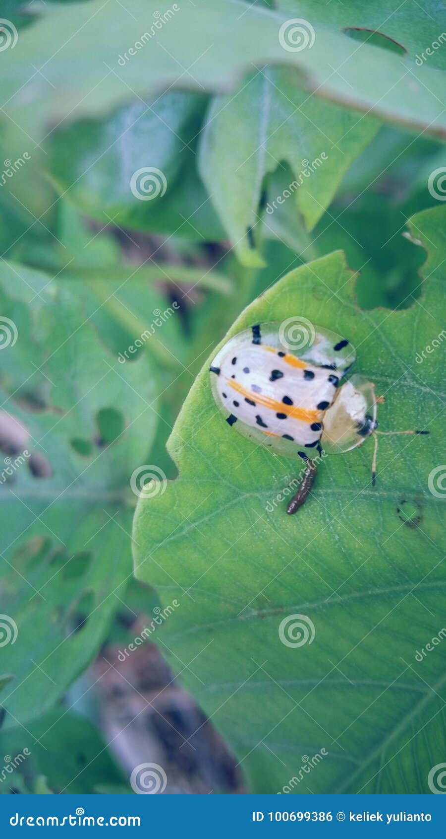 Los insectos lindos foto de archivo. Imagen de fundado - 100699386
