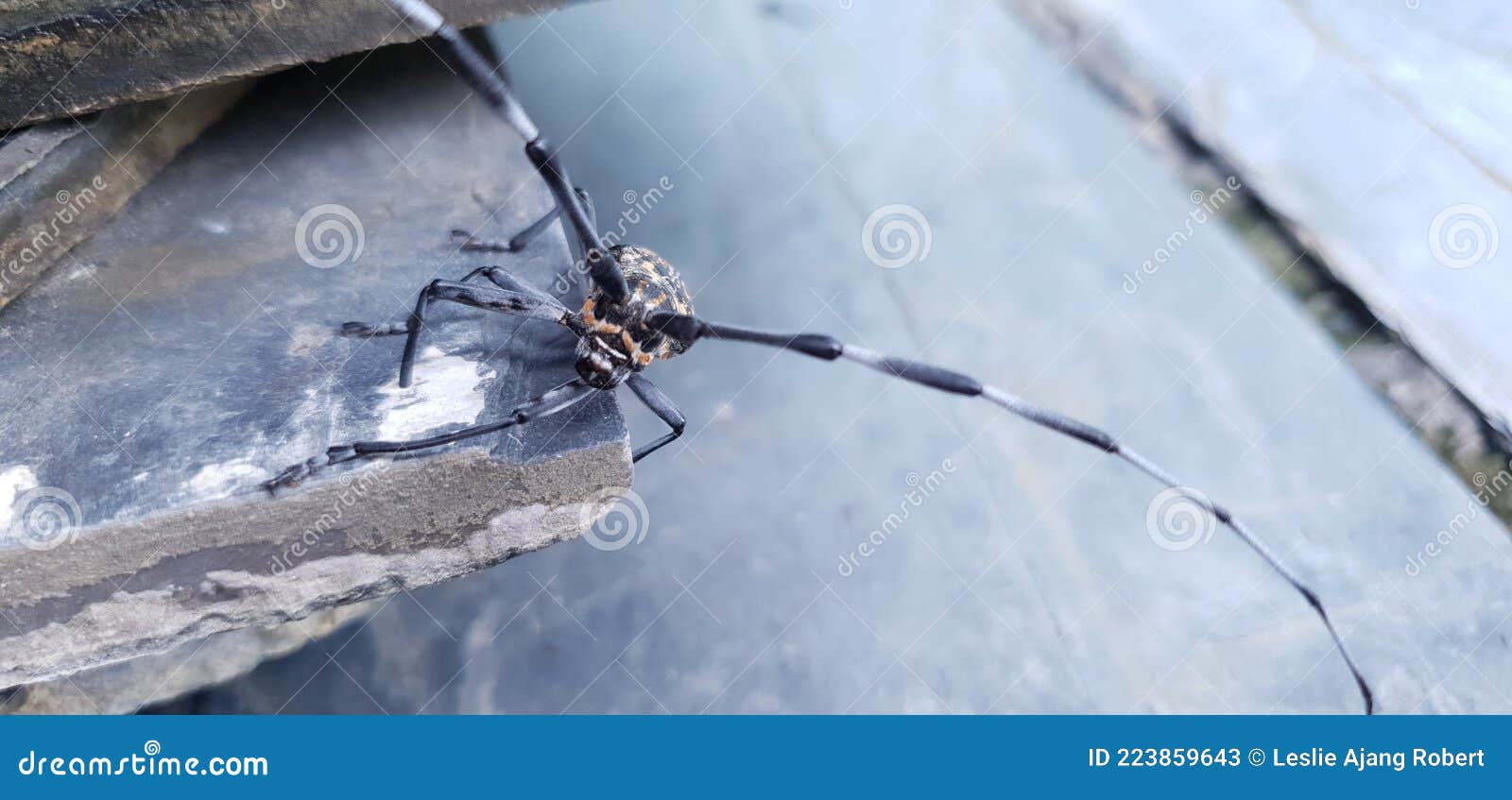 Los insectos negros imagen de archivo. Imagen de gorgojo - 223859643