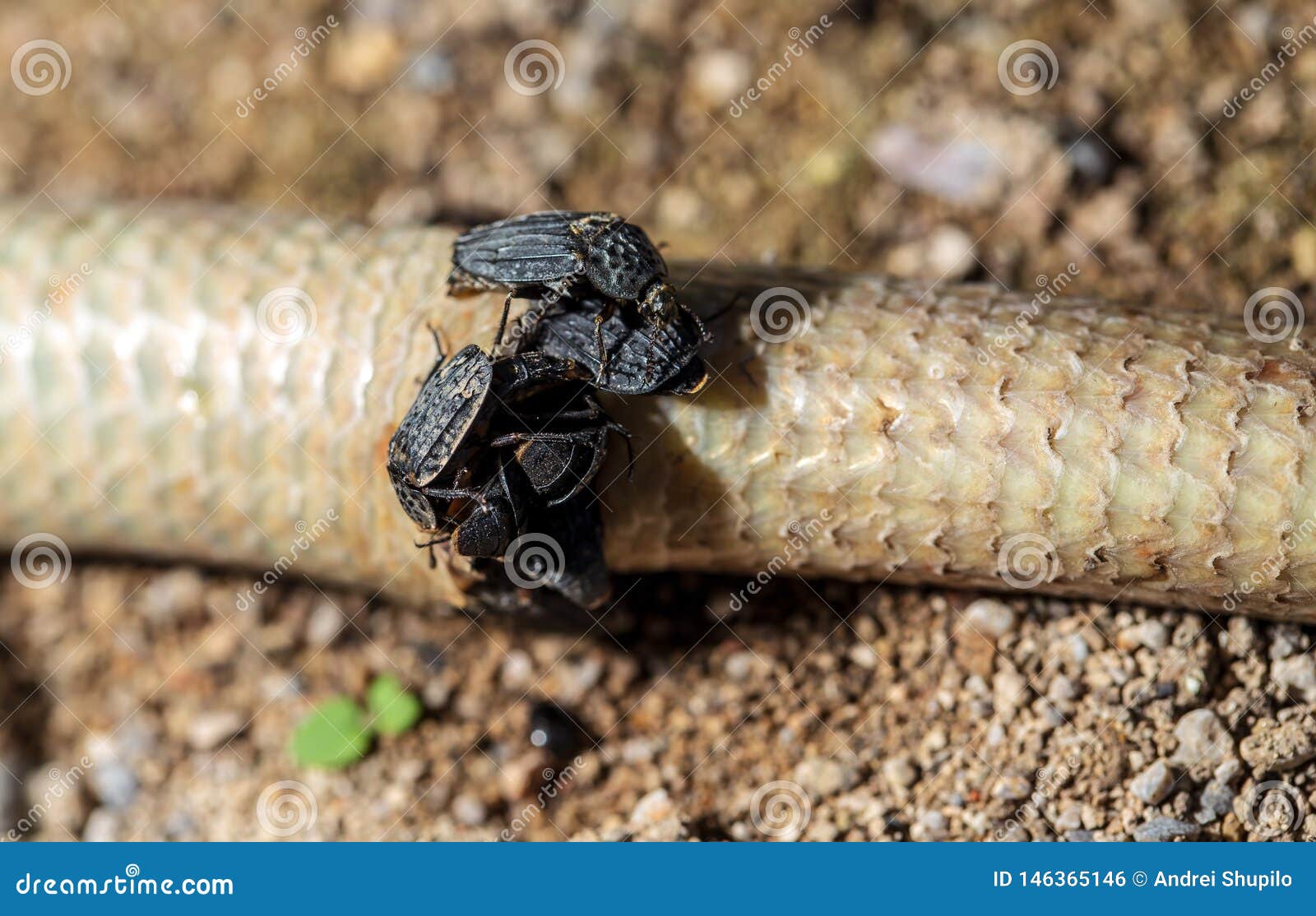 Los Insectos Negros Comen Una Serpiente Del Interior Foto de archivo ...