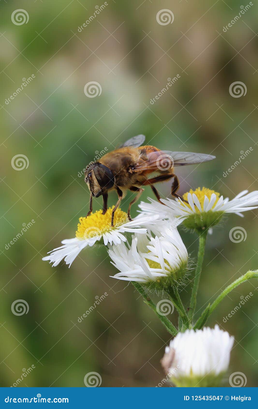 Los Insectos Presentaron El Primer Imagen de archivo - Imagen de primer ...