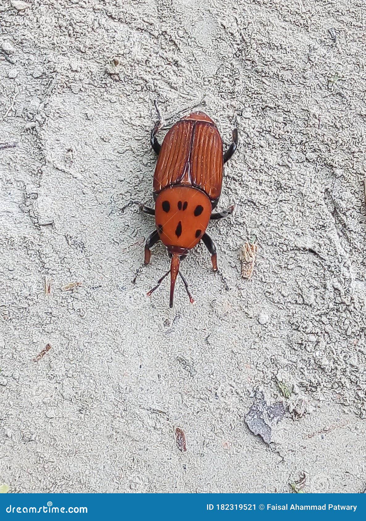 Los insectos son hermosos. imagen de archivo. Imagen de animal - 182319521