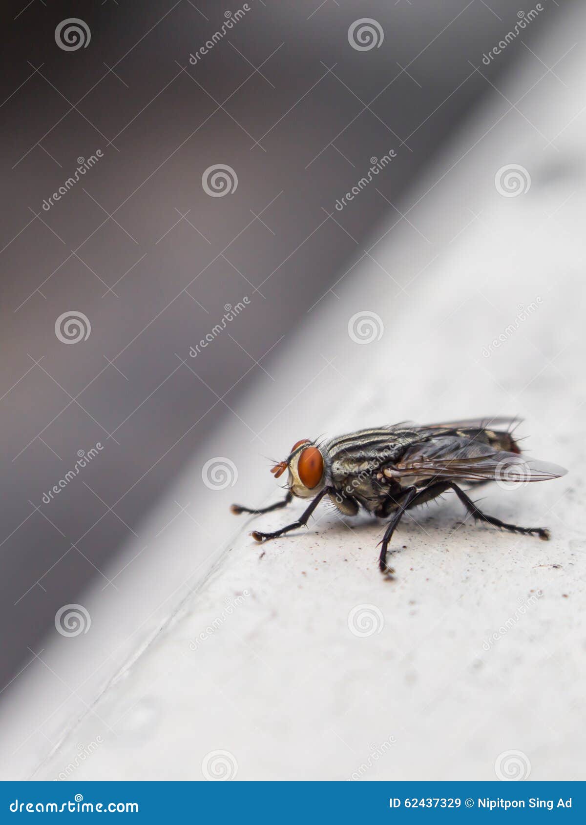 Los insectos vuelan imagen de archivo. Imagen de alado - 62437329