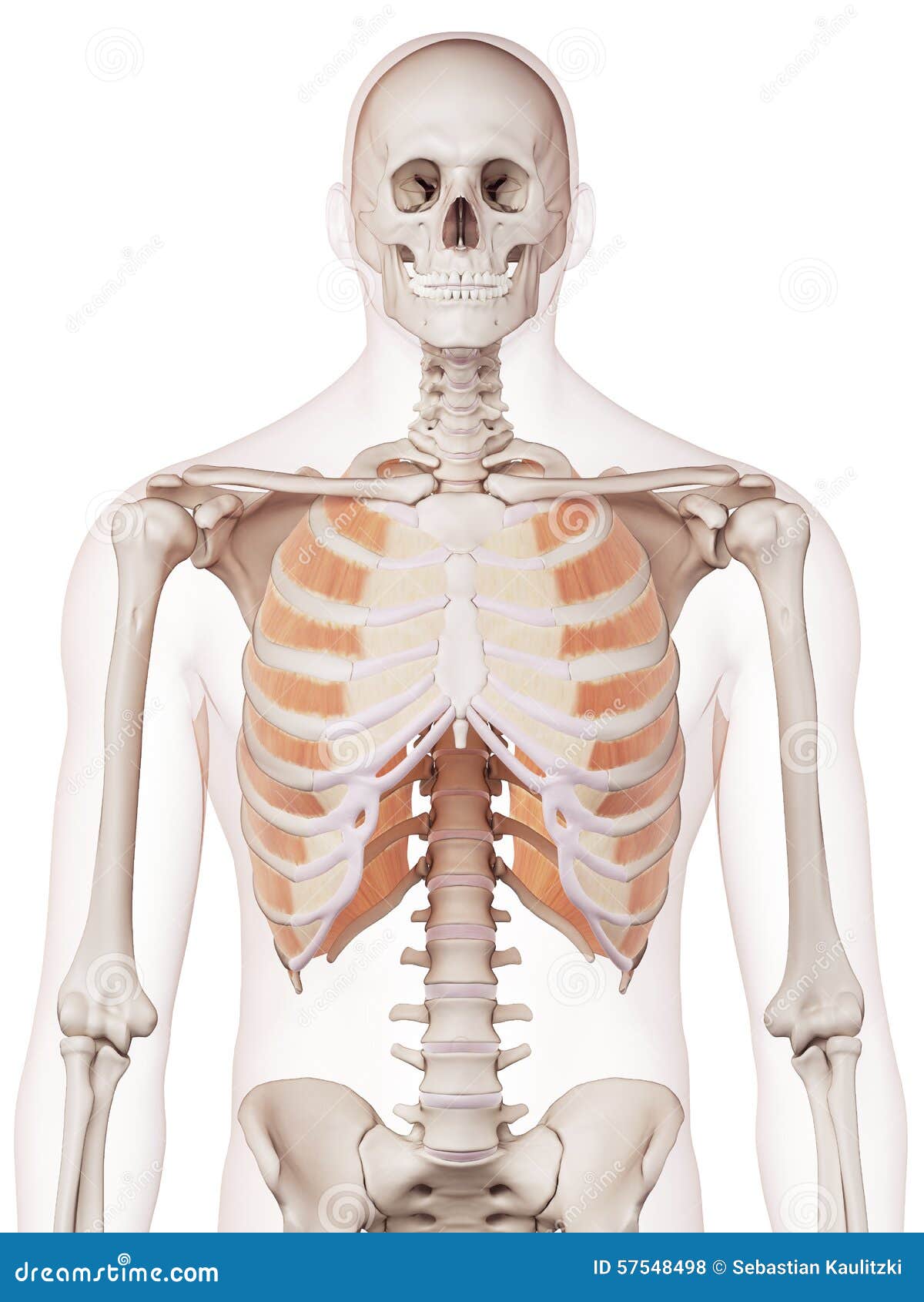 Los intercostales externos stock de ilustración. Ilustración de frontal ...