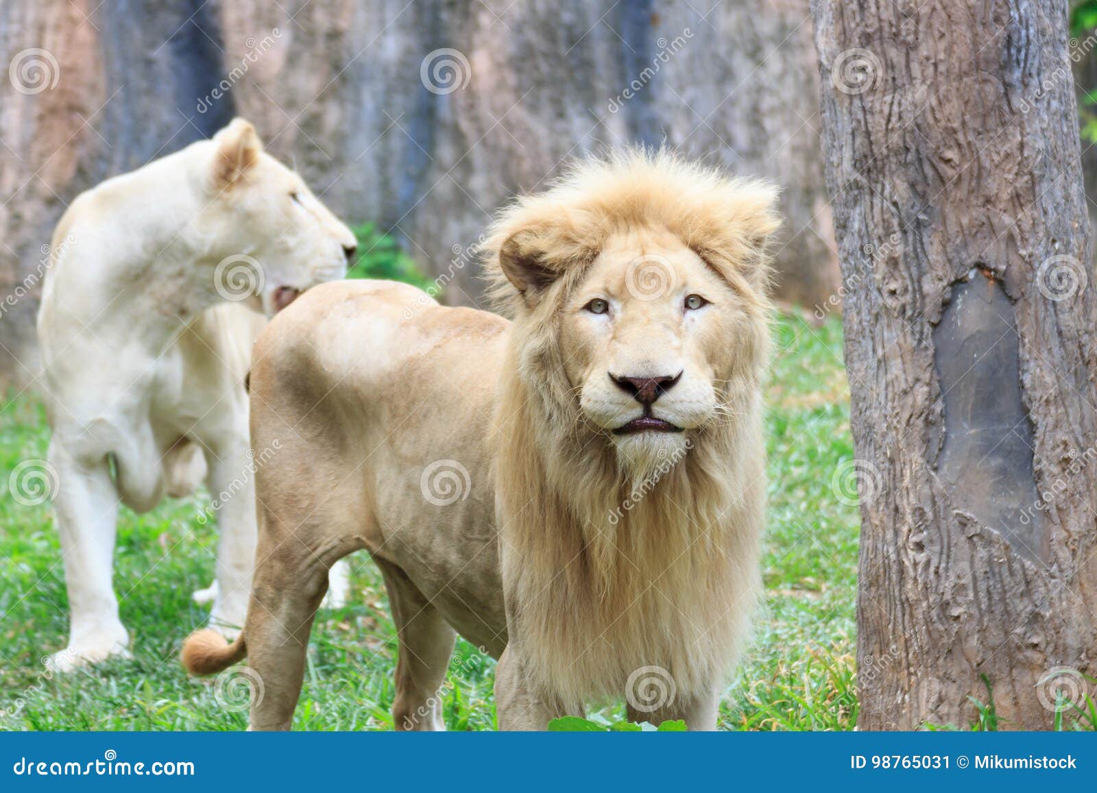 Los Leones Jovenes Son Flacos Imagen de archivo - Imagen de orgullo ...