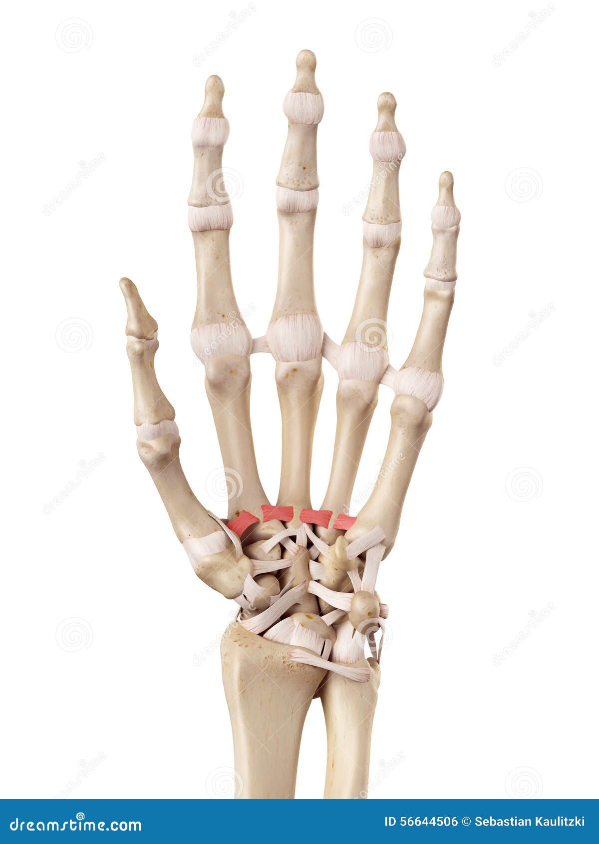 Los Ligamentos Metacarpianos Palmares Stock de ilustración ...