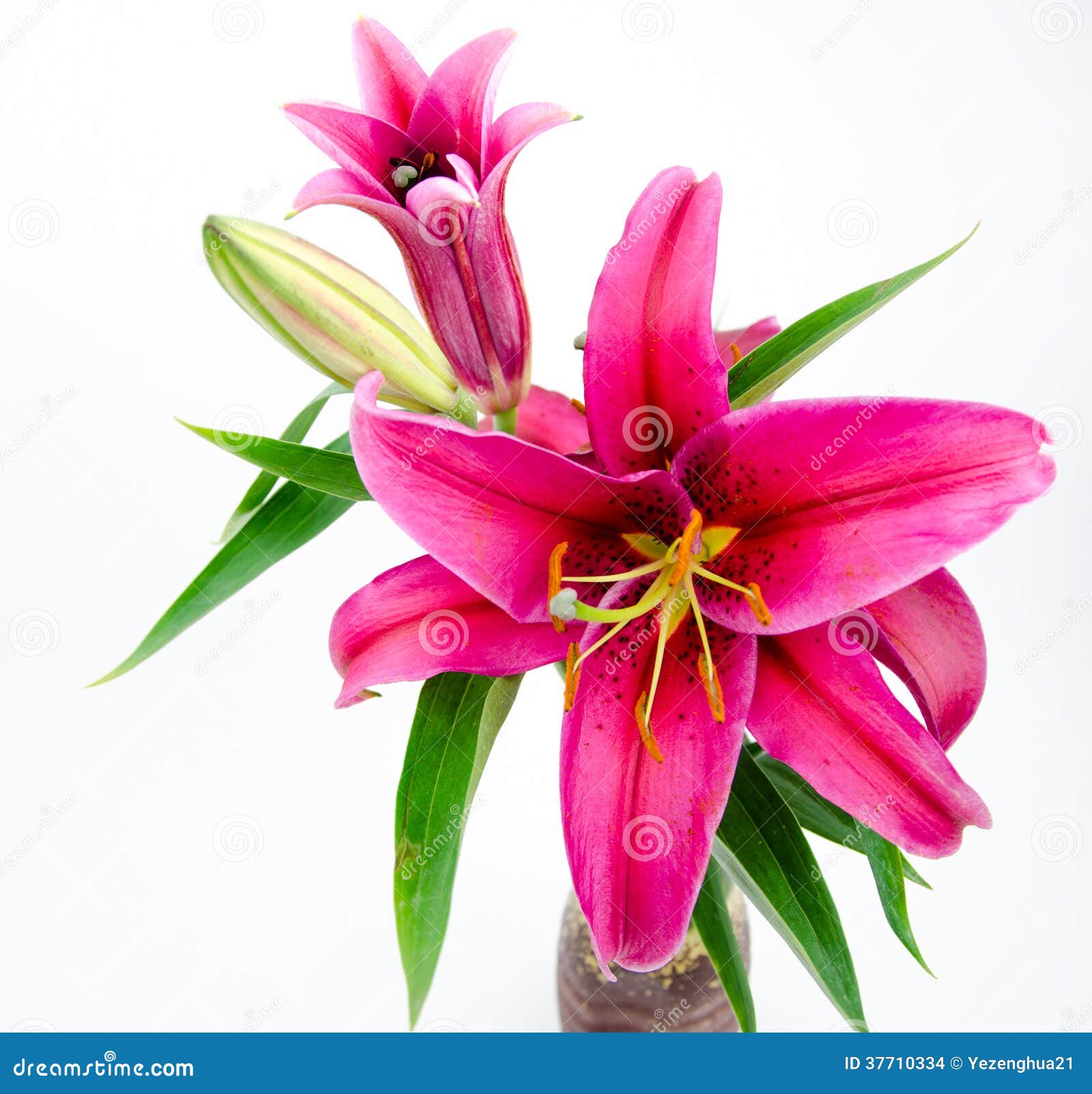 Los lirios rojos foto de archivo. Imagen de flores, color - 37710334