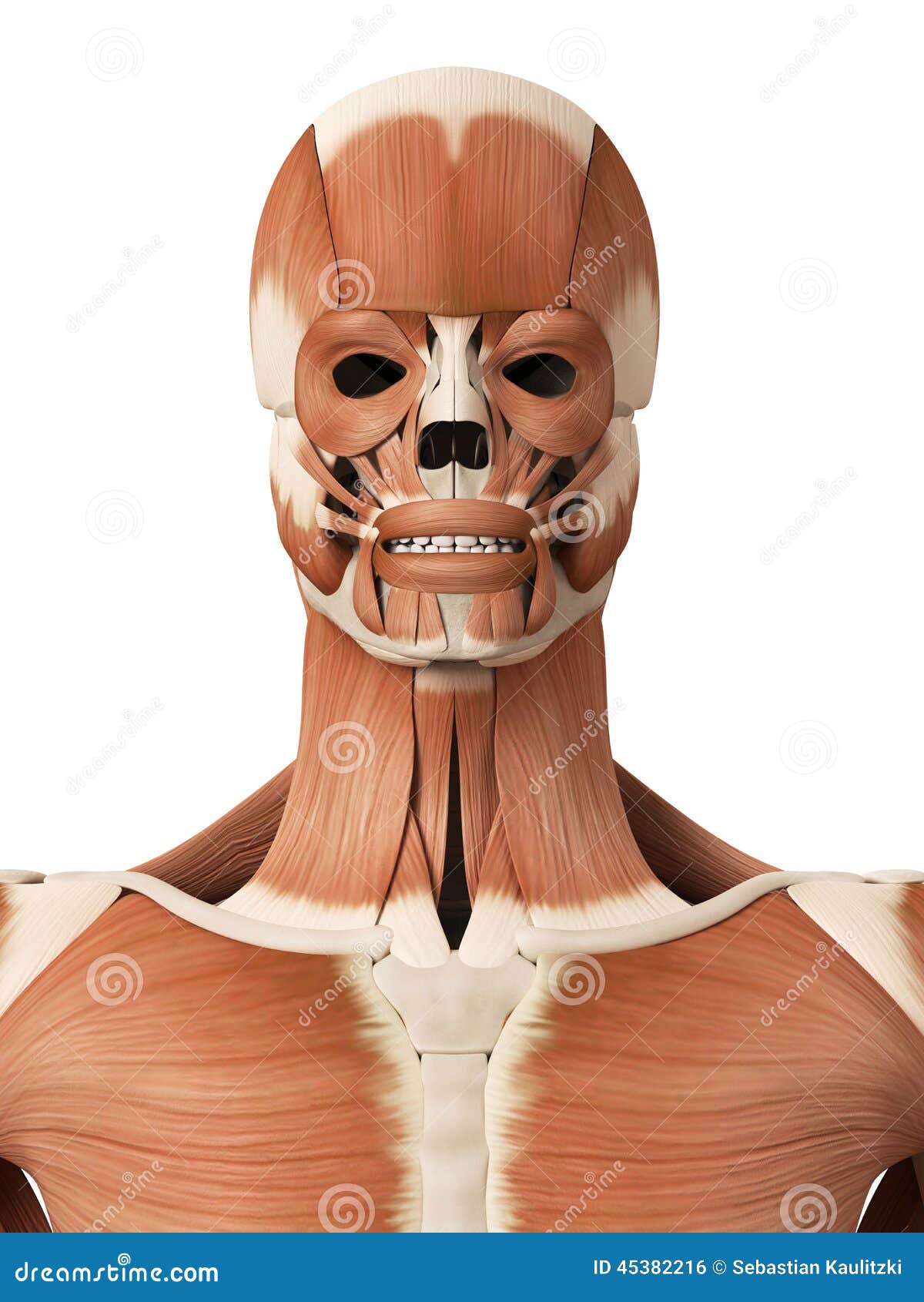 Los músculos de la cabeza stock de ilustración. Ilustración de frente ...