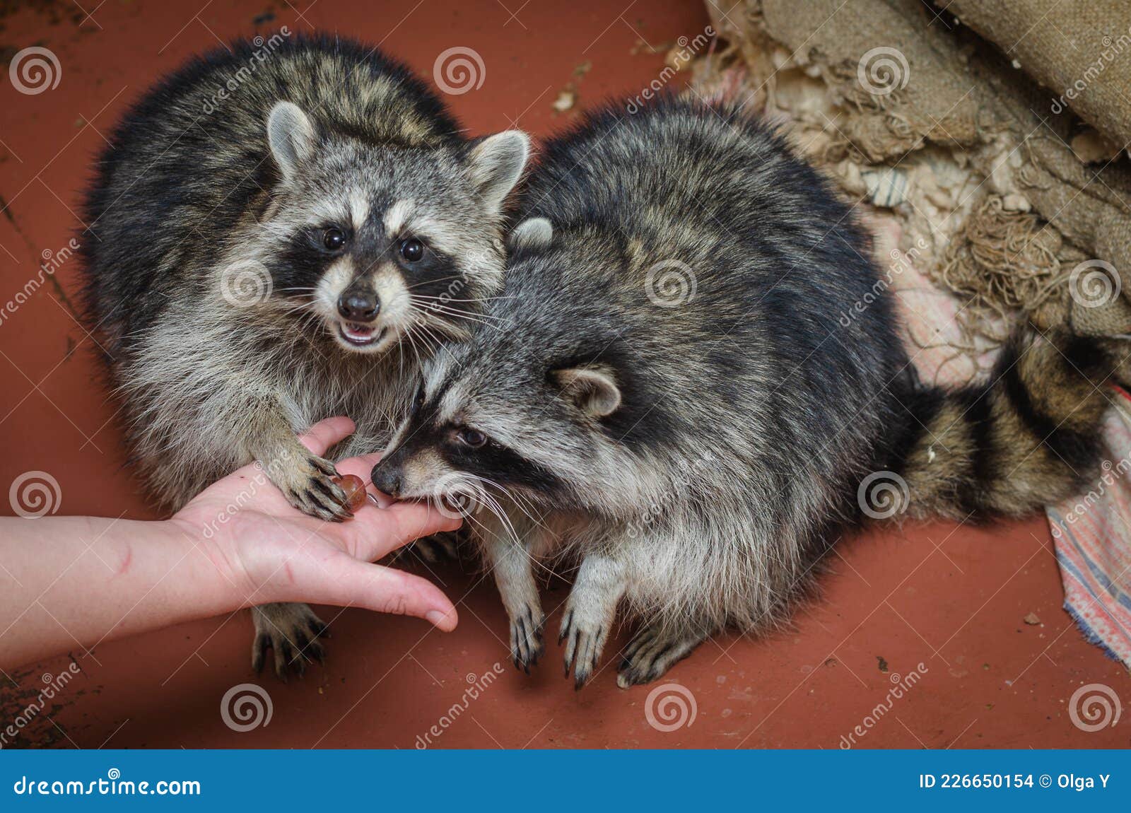 Los Mapaches Comen Uvas De Sus Manos Foto de archivo - Imagen de coma ...