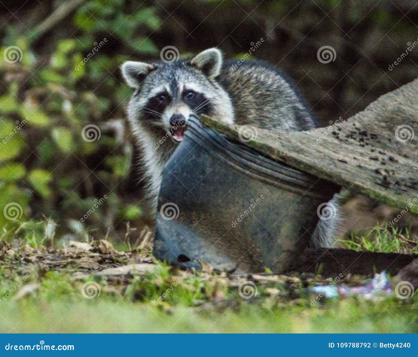 Los Mapaches Salvajes De Una Ciudad Gorronean Para La Comida Foto de ...