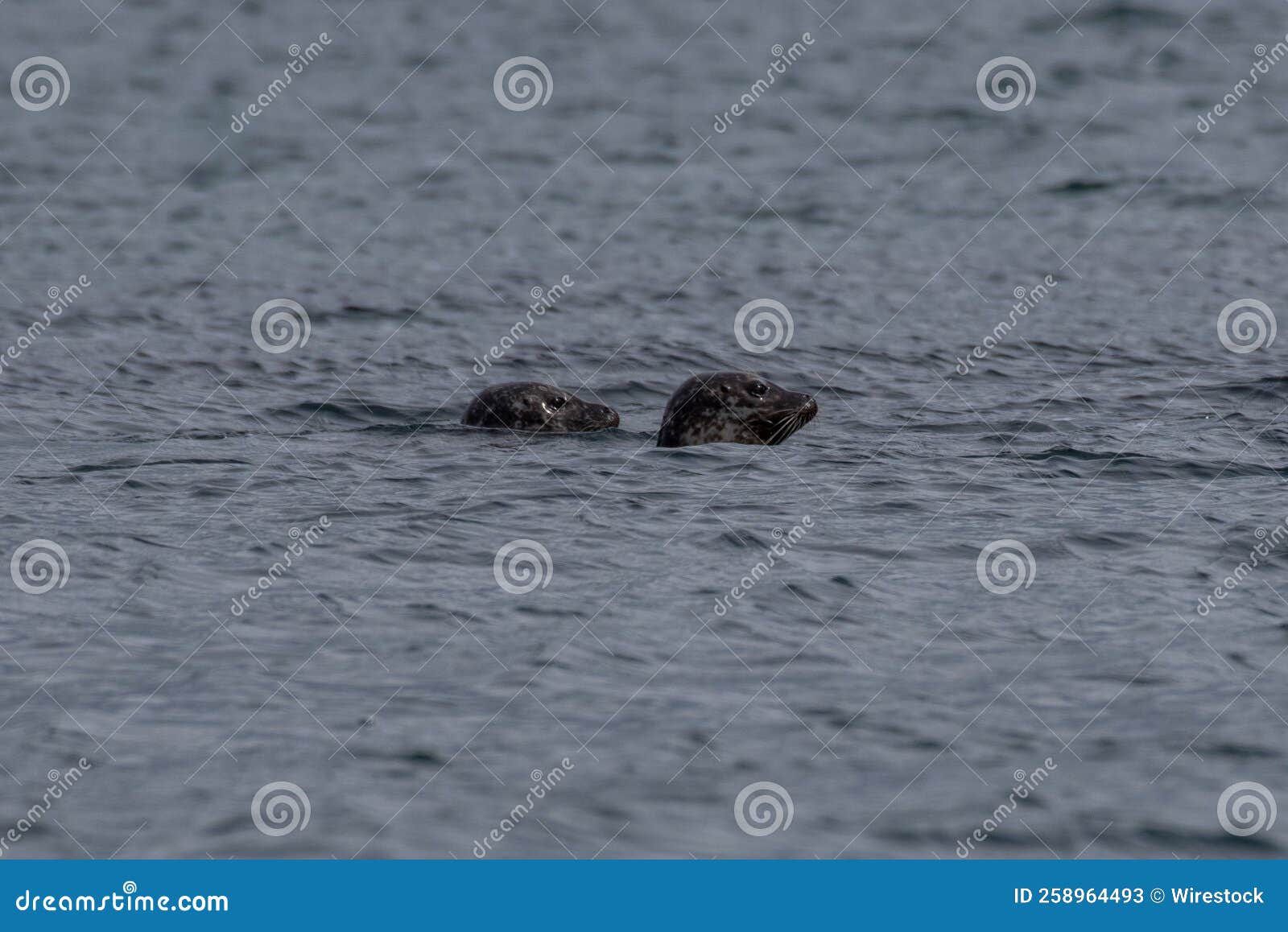 Los Mares Nadando En El Mar Imagen de archivo - Imagen de animal, yermo ...