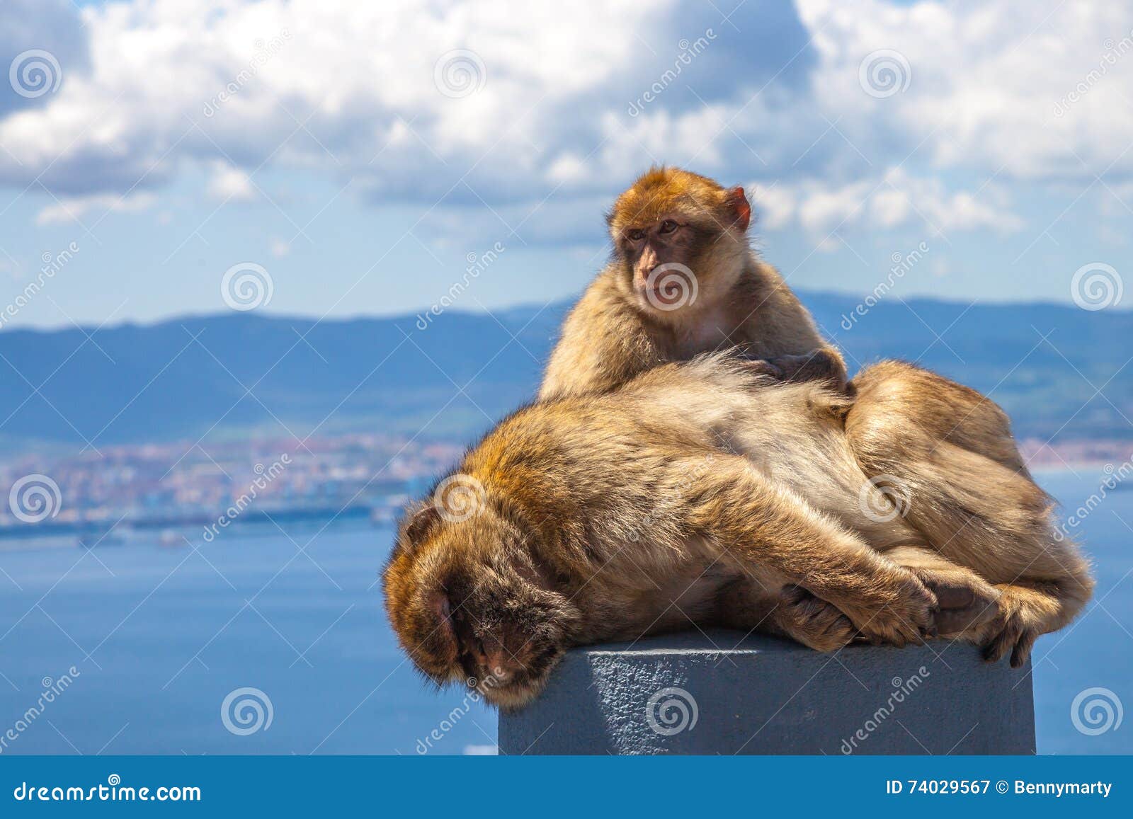 Los monos de Gibraltar imagen de archivo. Imagen de europa - 74029567