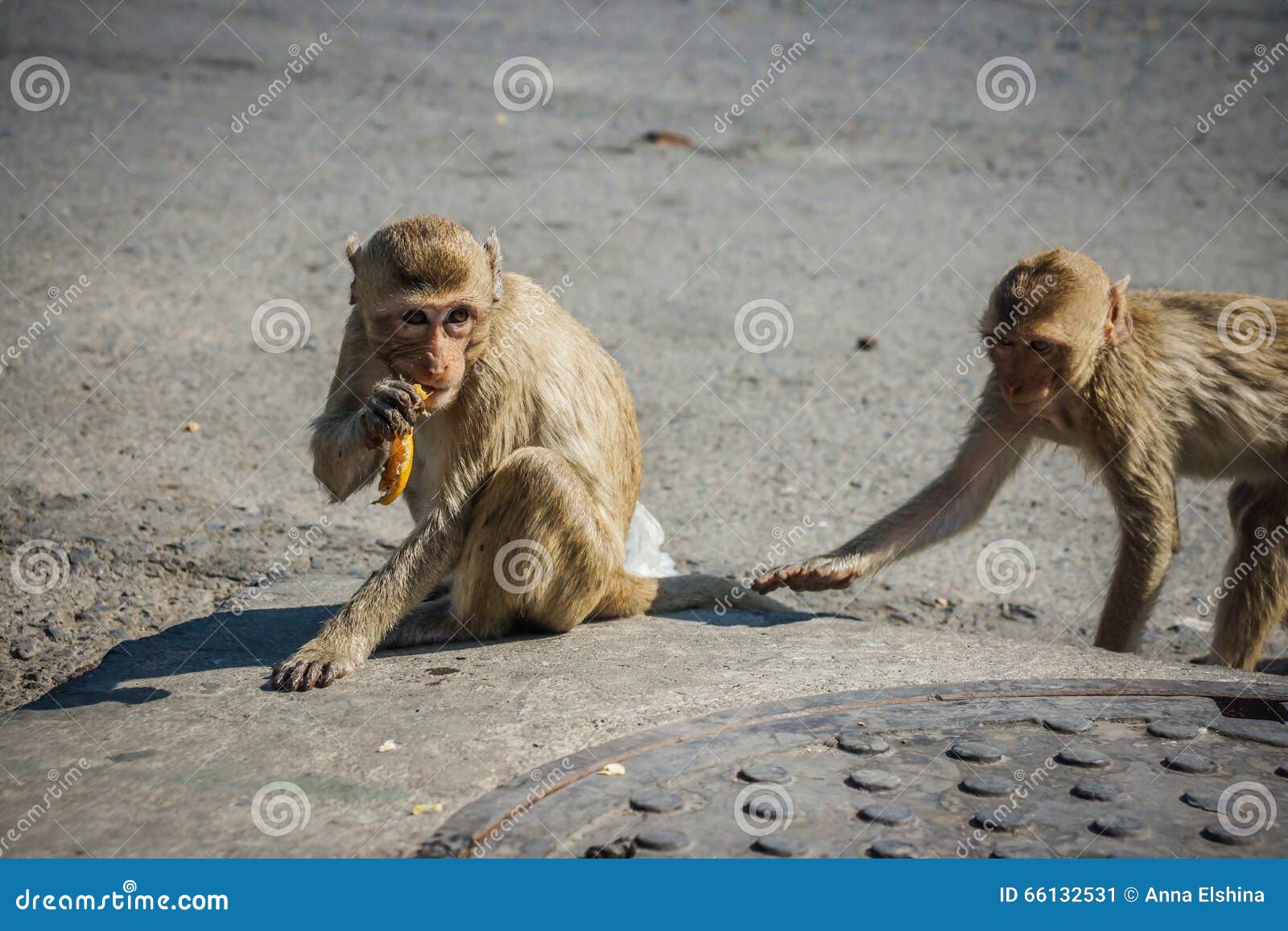 Los Monos En Las Calles Comen La Comida Imagen de archivo - Imagen de ...