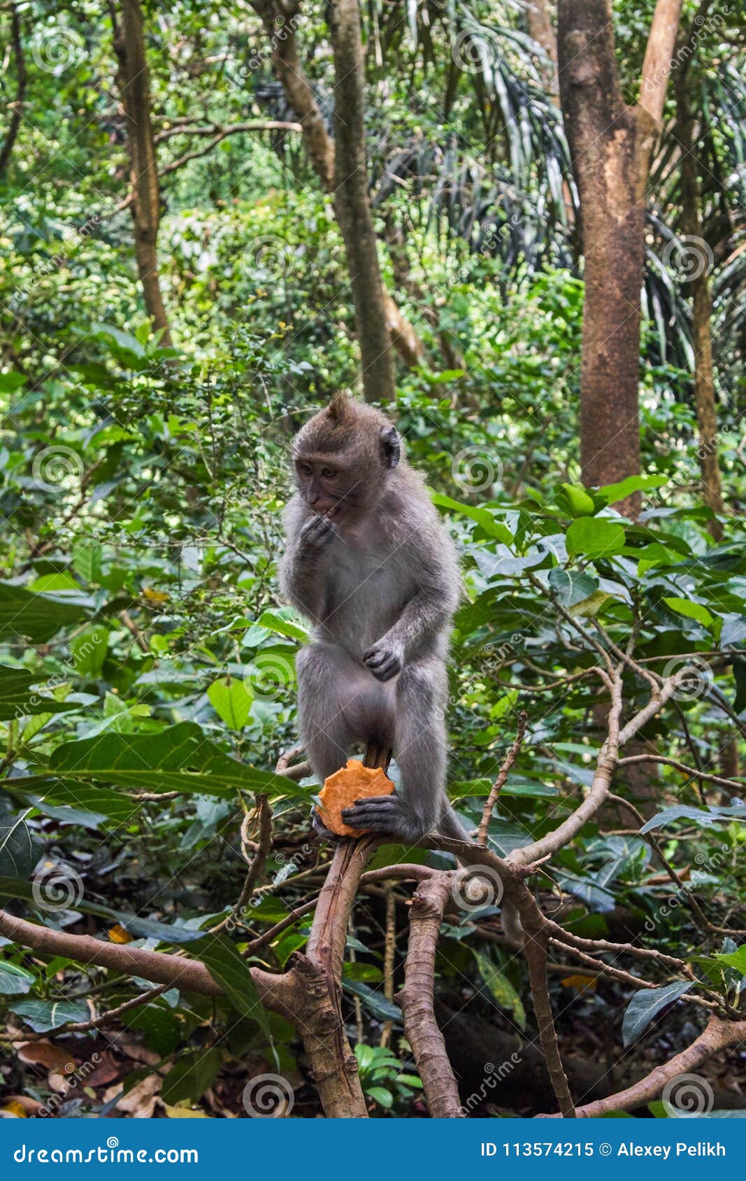 Los Monos En Ubud Monkey El Bosque, Isla De Bali Imagen de archivo ...