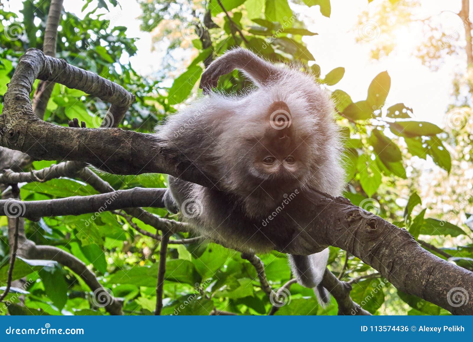 Los Monos En Ubud Monkey El Bosque, Isla De Bali Foto de archivo ...