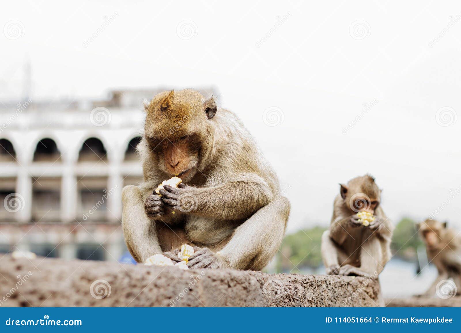 Los Monos Están Comiendo La Comida En El Cielo Foto de archivo - Imagen ...