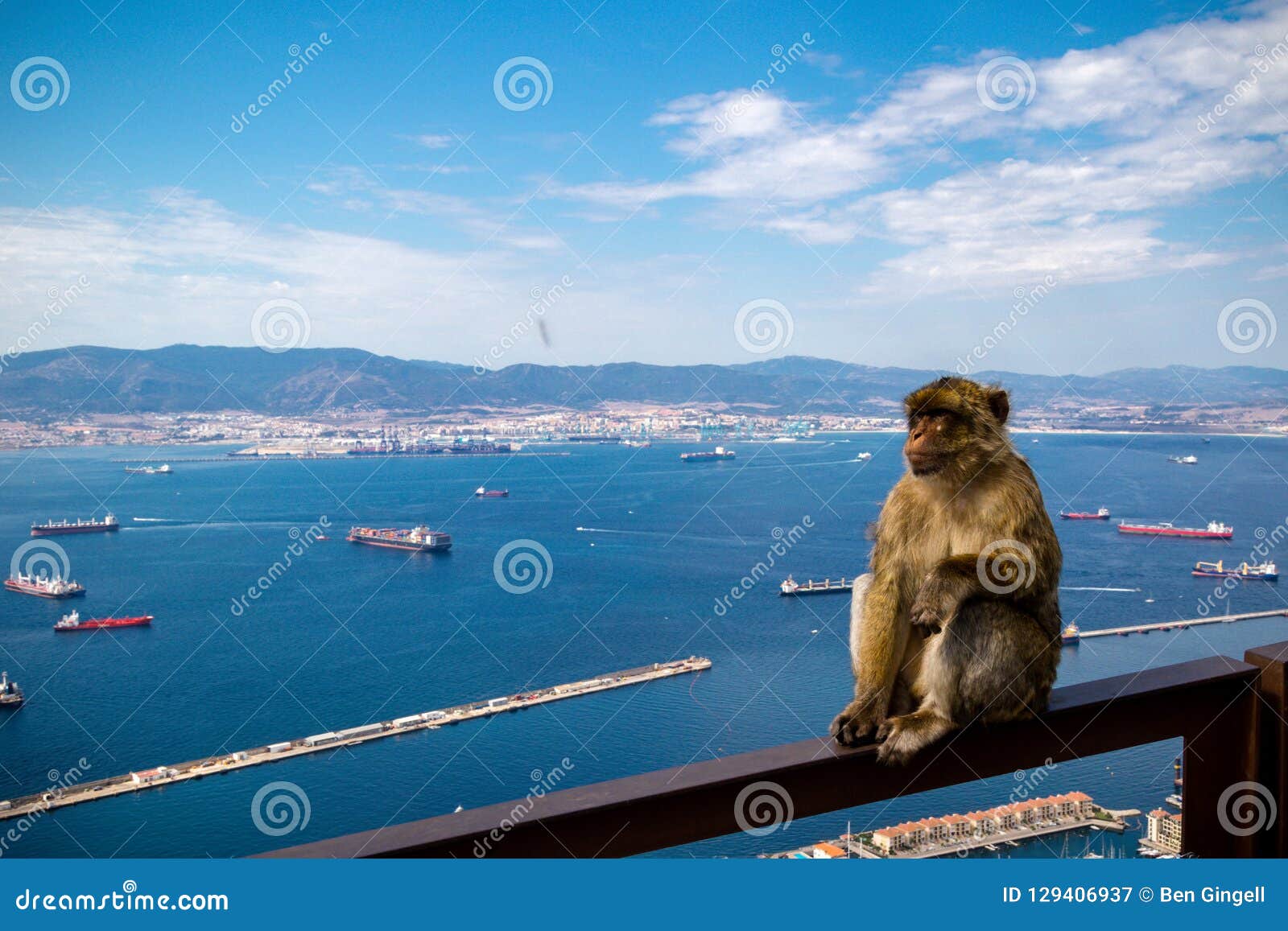Los Monos Famosos De Gibraltar Imagen de archivo - Imagen de urbano ...