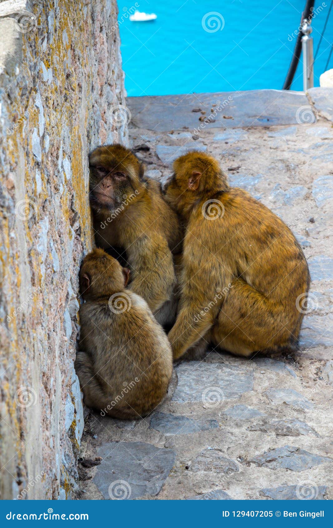 Los Monos Famosos De Gibraltar Imagen de archivo - Imagen de vacaciones ...