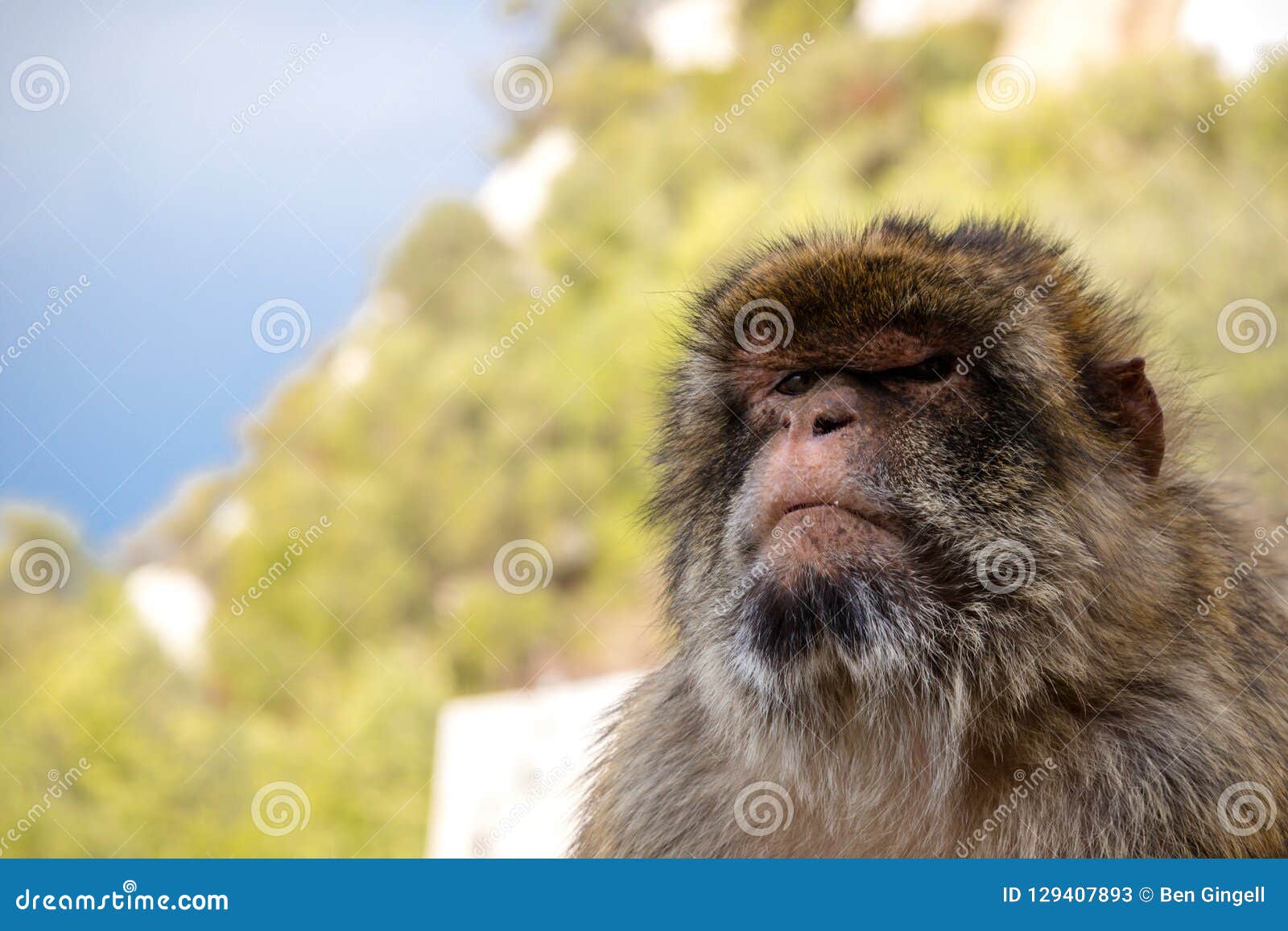 Los Monos Famosos De Gibraltar Imagen de archivo - Imagen de animal ...