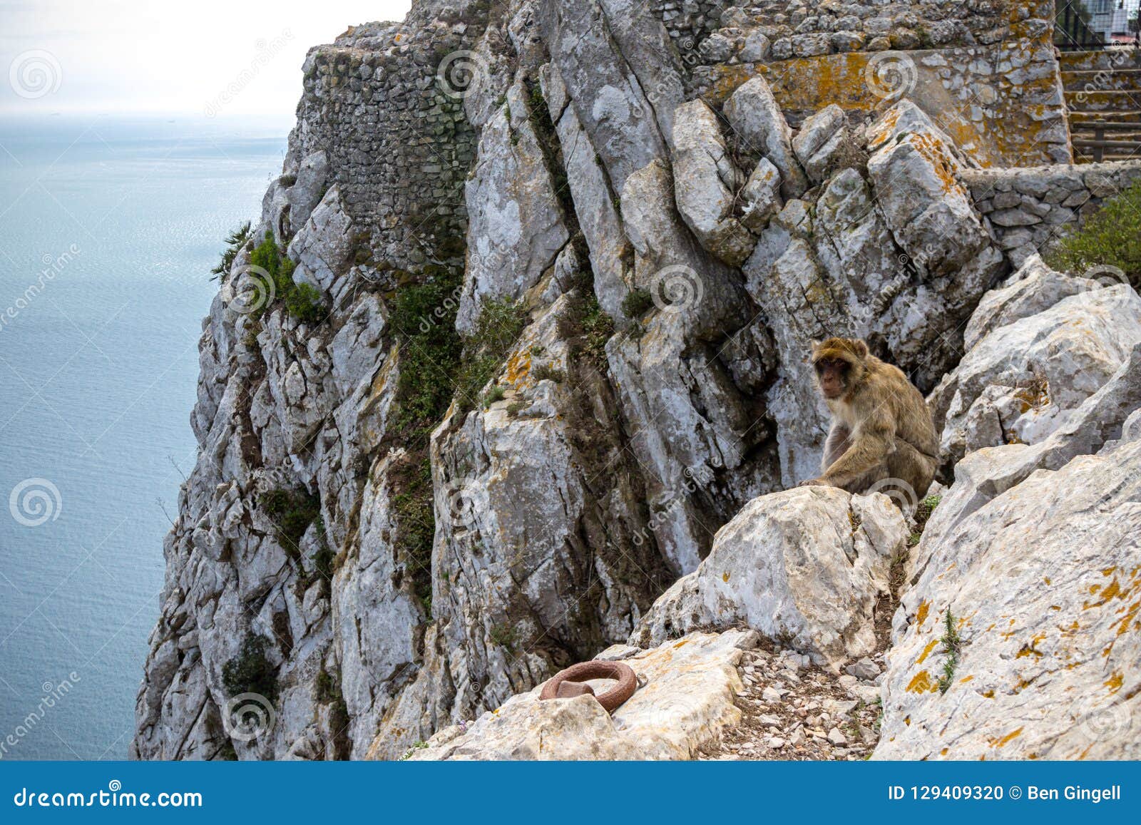 Los Monos Famosos De Gibraltar Foto de archivo - Imagen de reino ...
