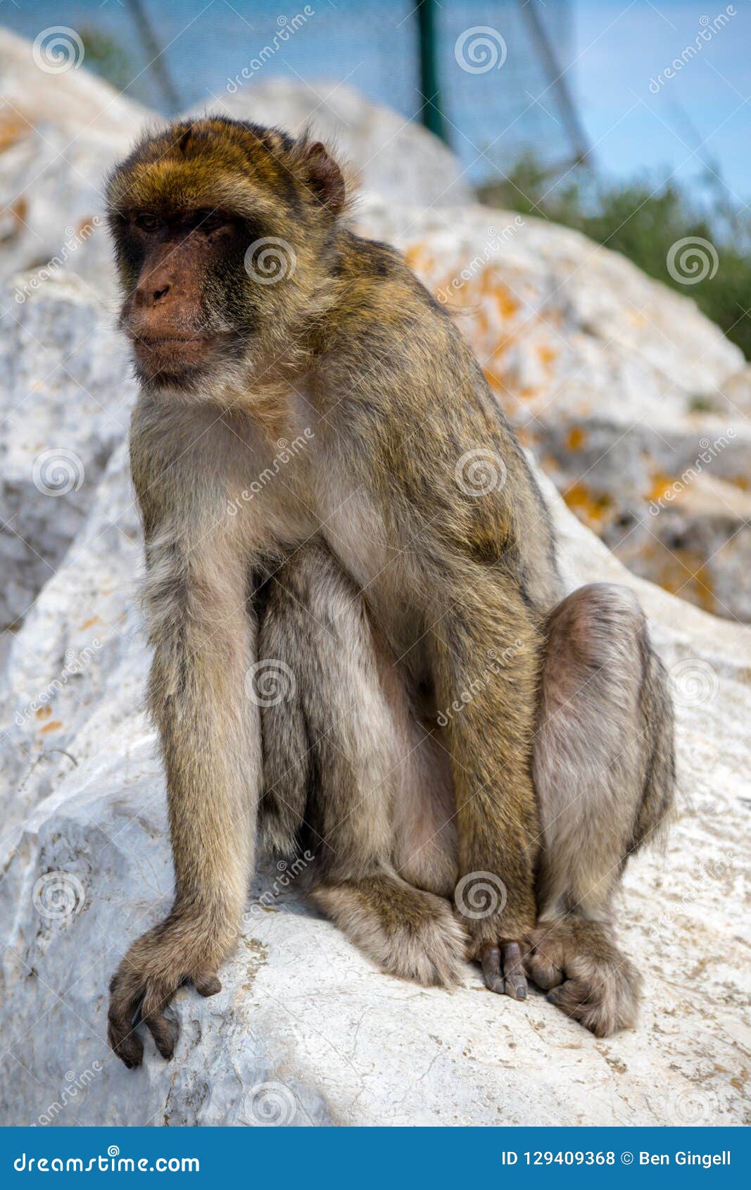 Los Monos Famosos De Gibraltar Foto de archivo - Imagen de gibrante ...