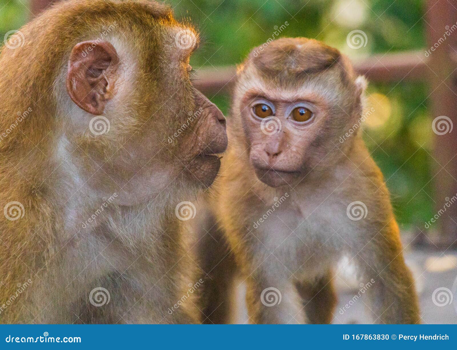 Los Monos Macaque De Monkey Hill, Phuket Foto de archivo - Imagen de ...