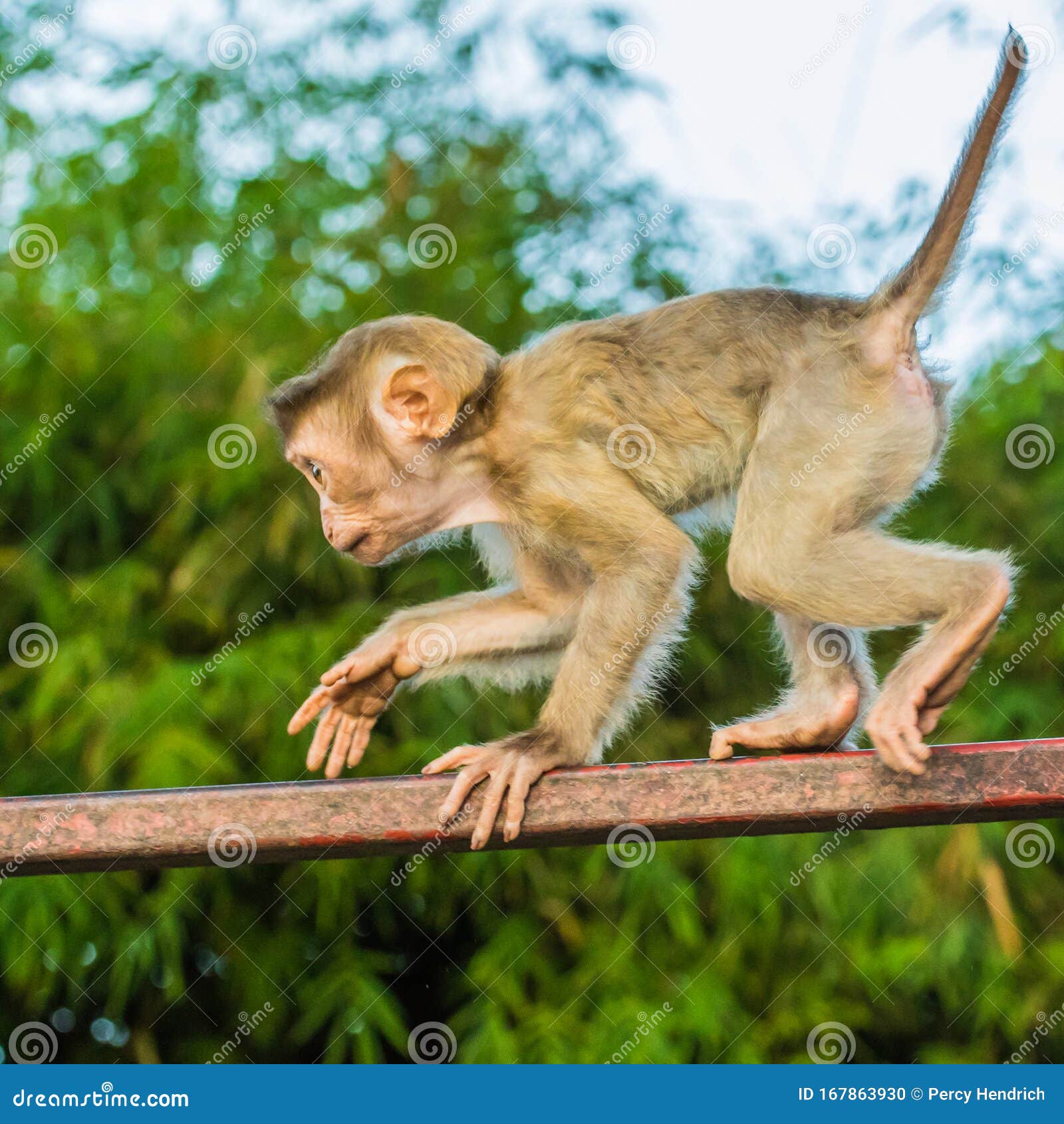 Los Monos Macaque De Monkey Hill, Phuket Foto de archivo - Imagen de ...