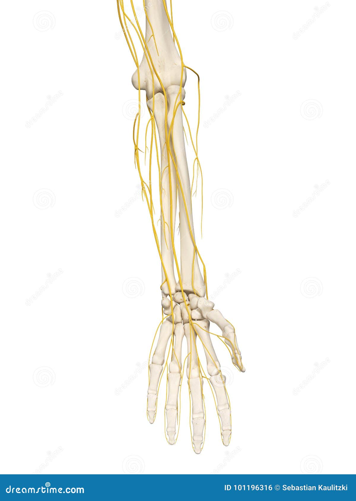 Los nervios del brazo stock de ilustración. Ilustración de esquelético ...