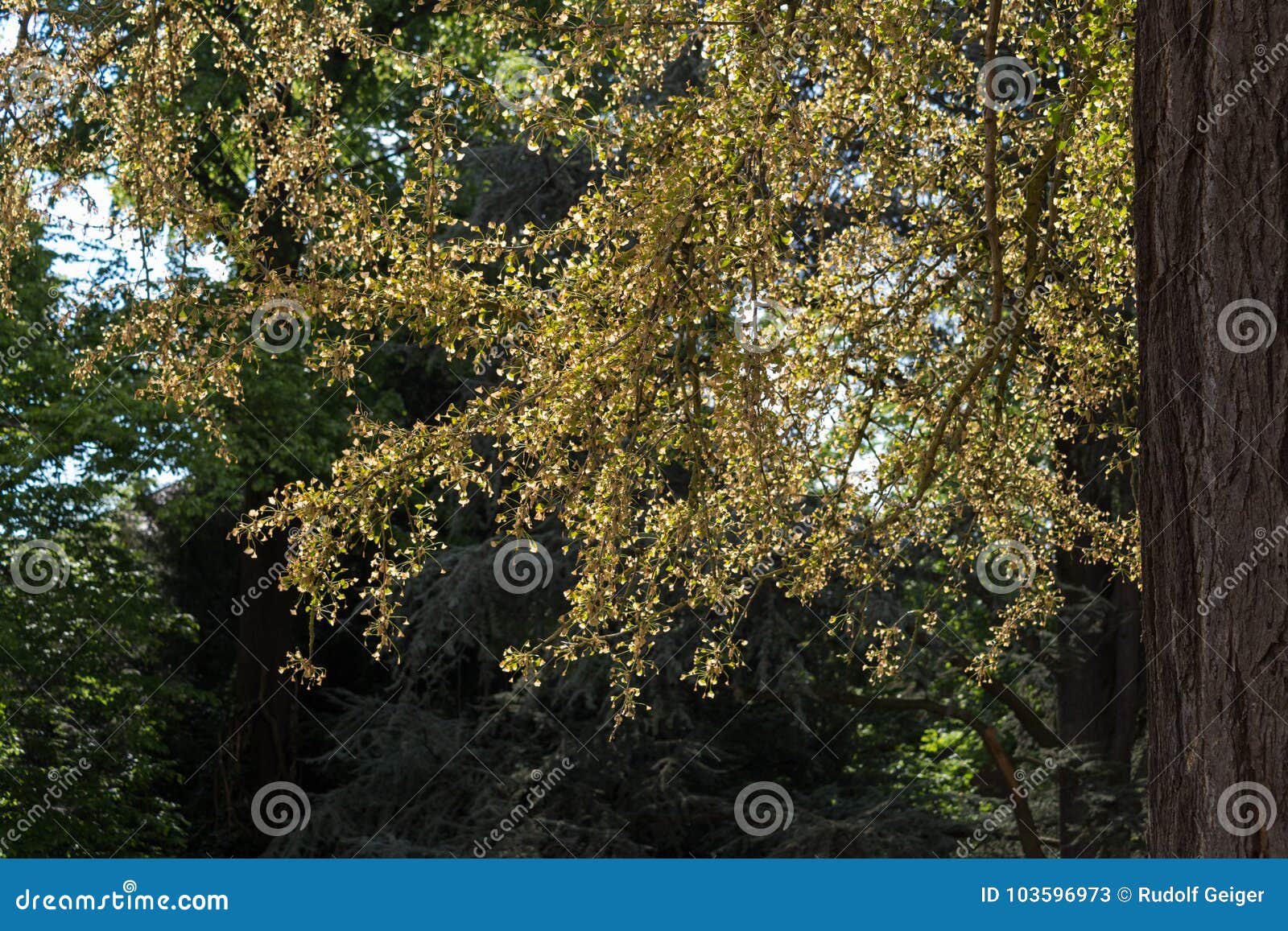 Los Parques Alemanes Adentro Pueden Imagen de archivo - Imagen de ...