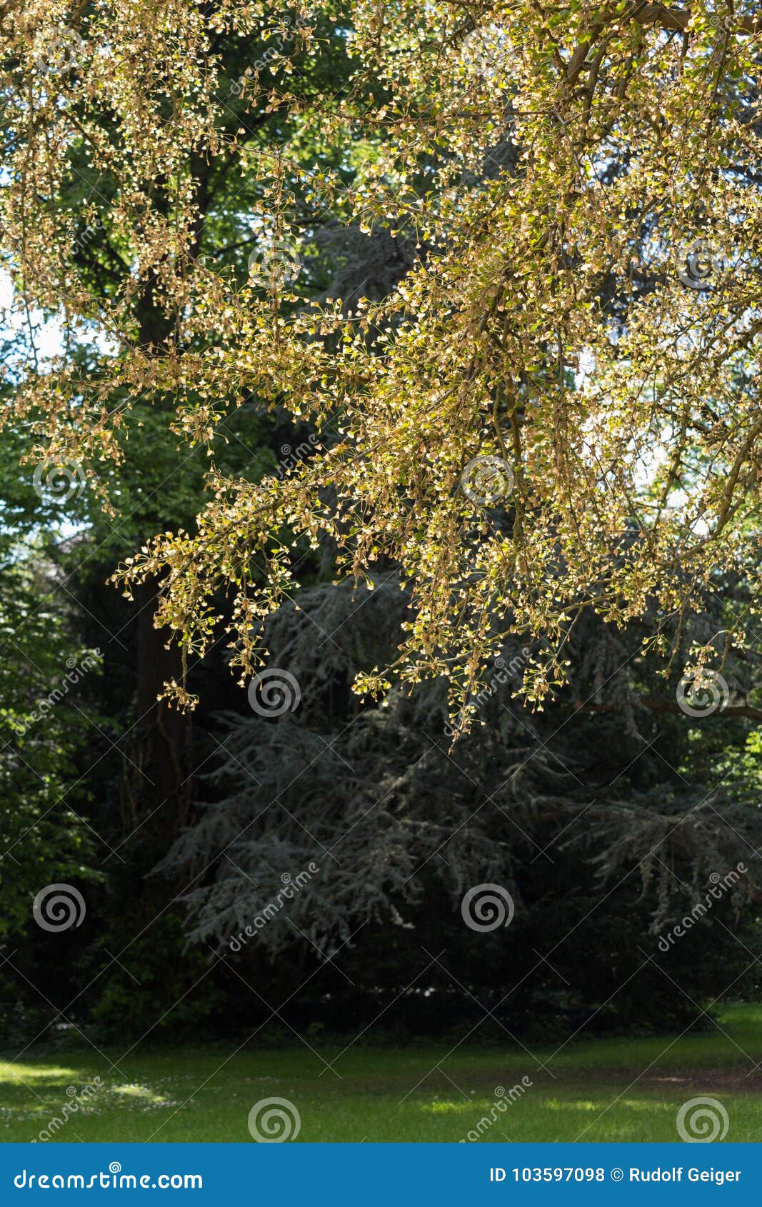Los Parques Alemanes Adentro Pueden Foto de archivo - Imagen de verde ...