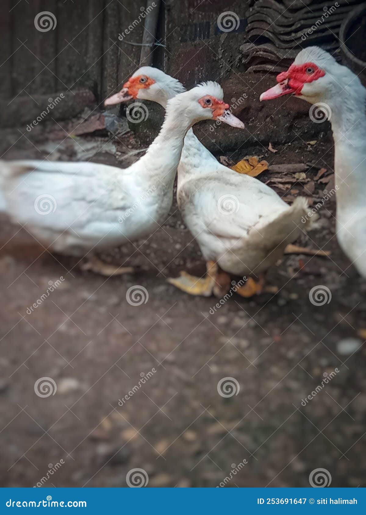 Los Patos Blancos Del Pueblo Imagen de archivo - Imagen de pato ...