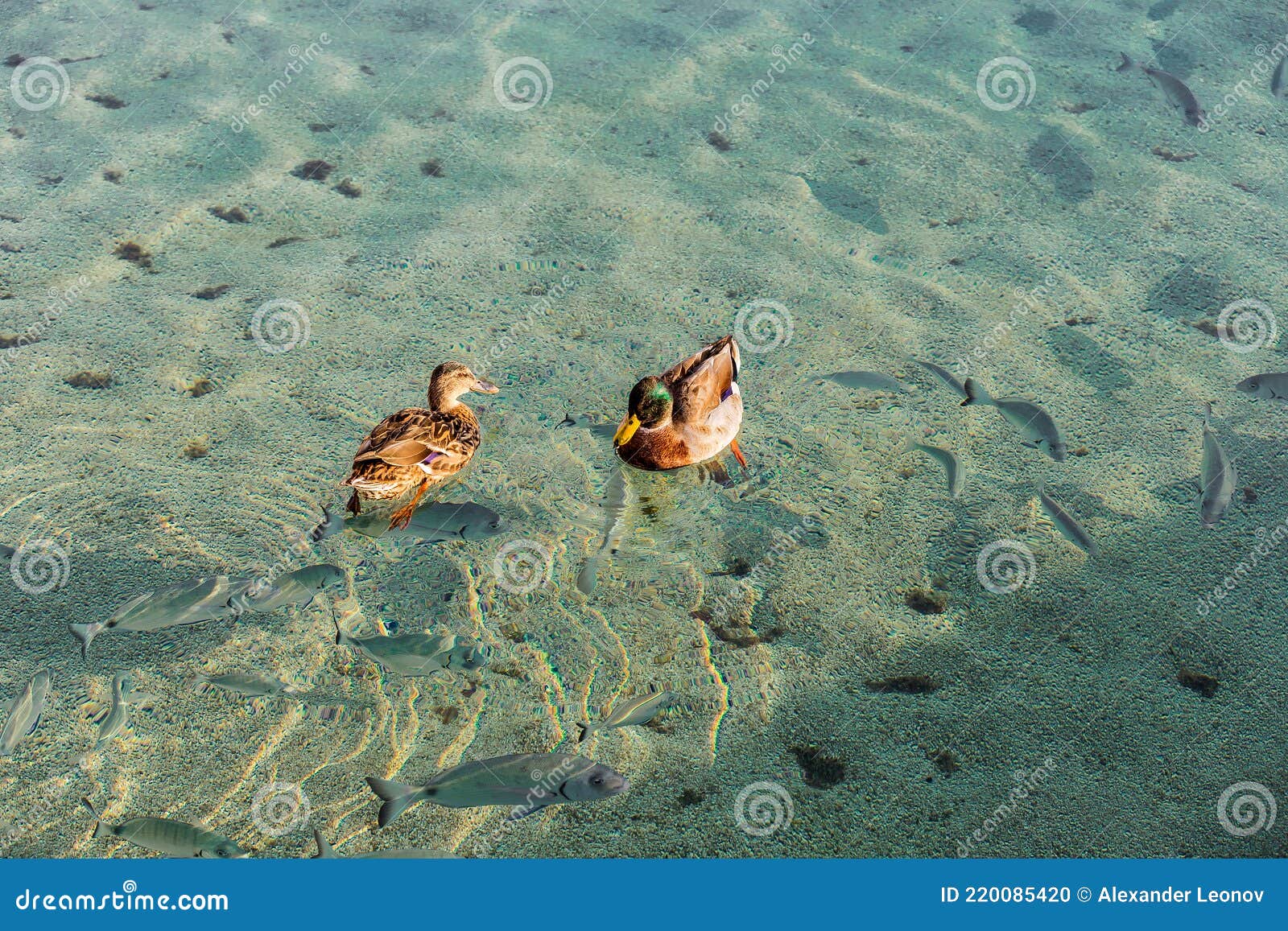 Los patos con los peces foto de archivo. Imagen de salvaje - 220085420