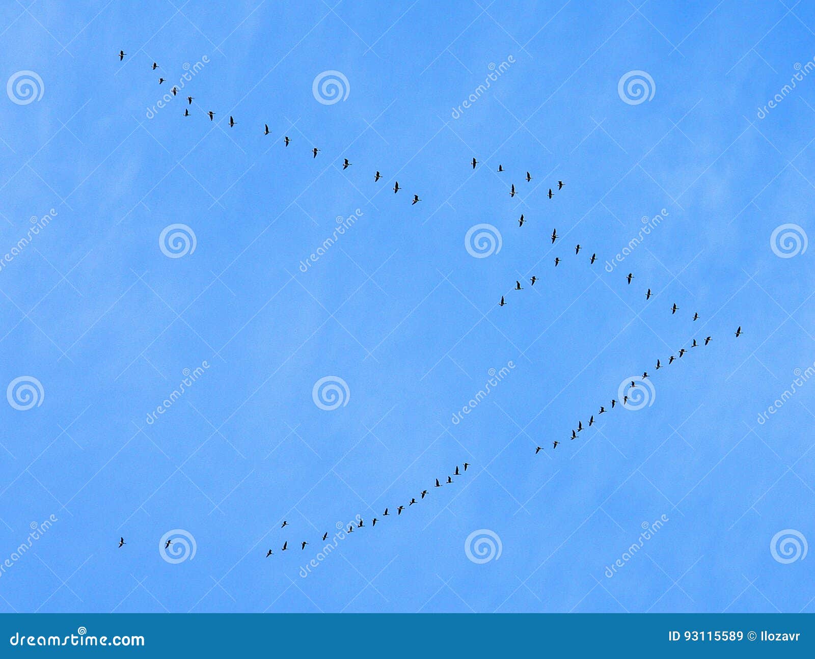 Los Patos Migratorios Vuelan La Canillera Imagen de archivo - Imagen de ...